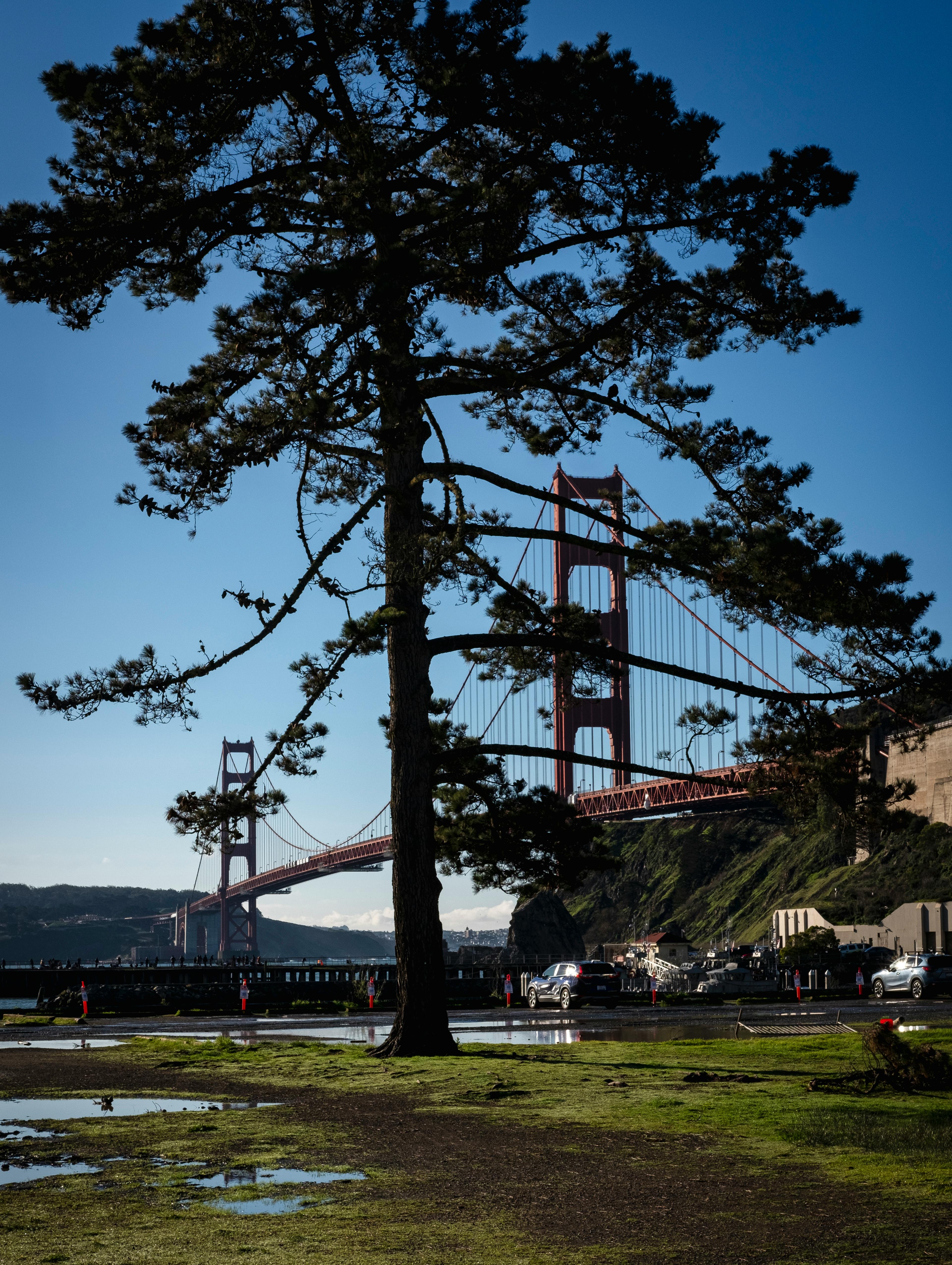 100,000+ Best Tall Tree Photos · 100% Free Download · Pexels Stock Photos