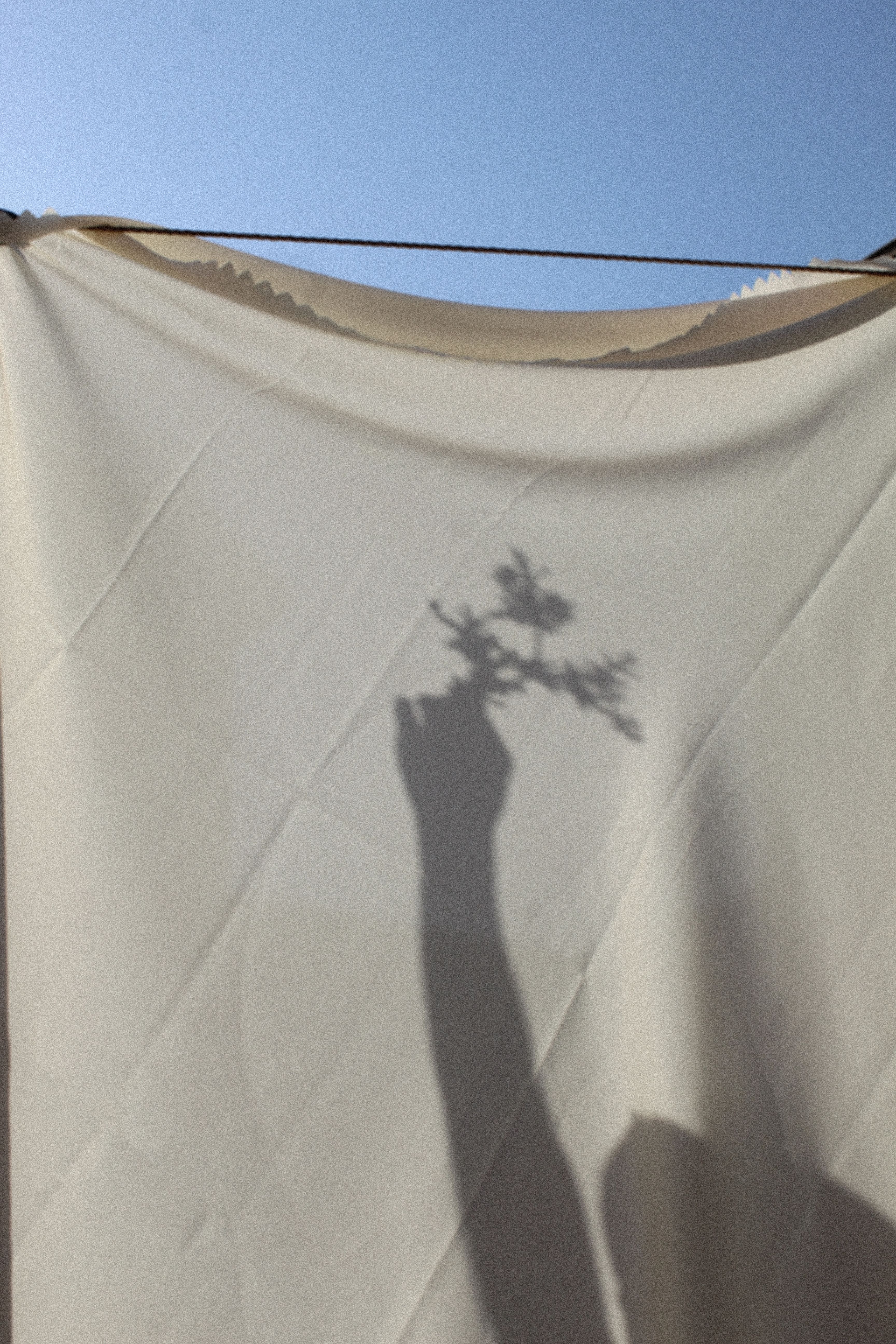 Shadow of a Person Holding a Stem of Plant on a Hanging White Fabric ...