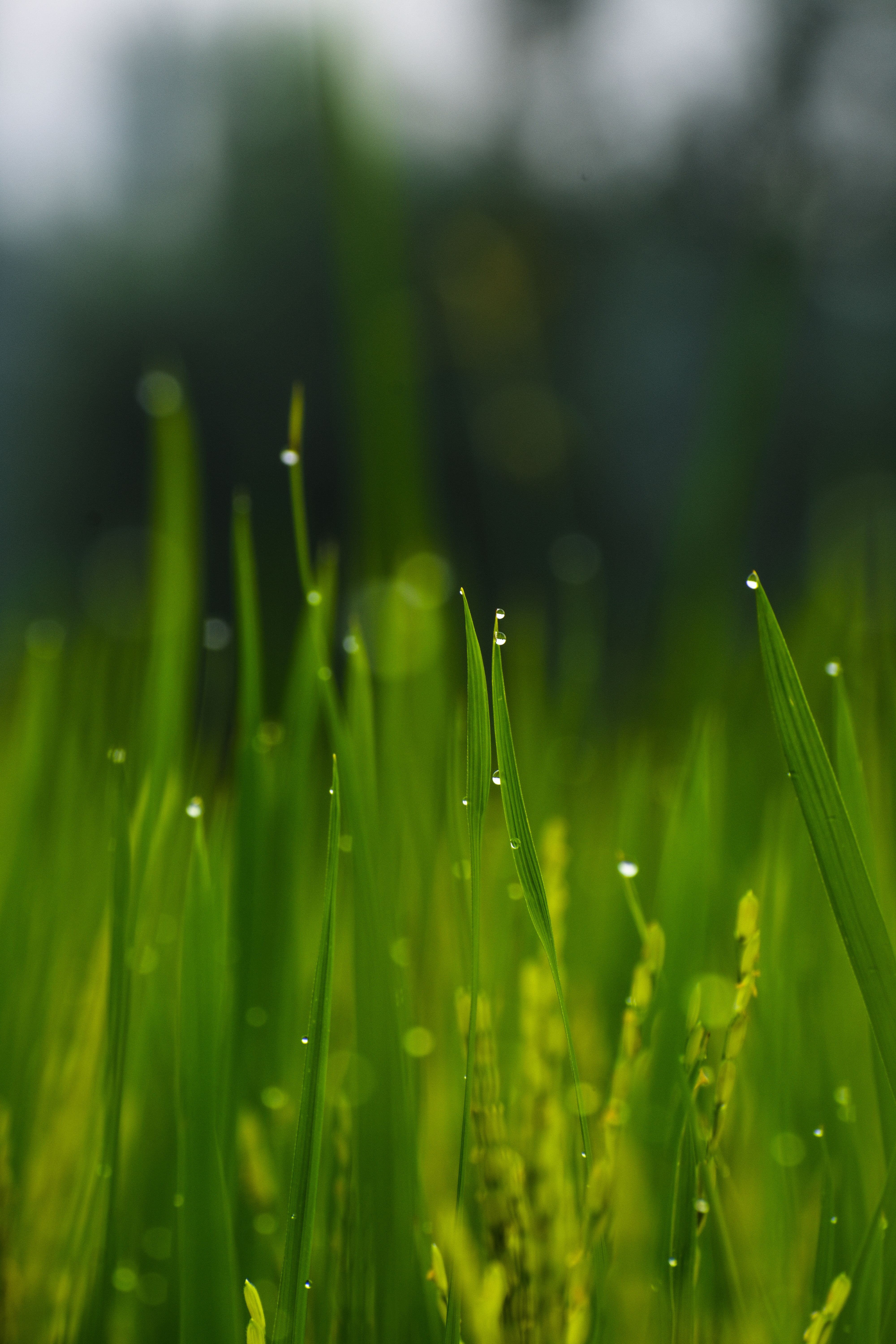 Green Wet Grass Wallpaper
