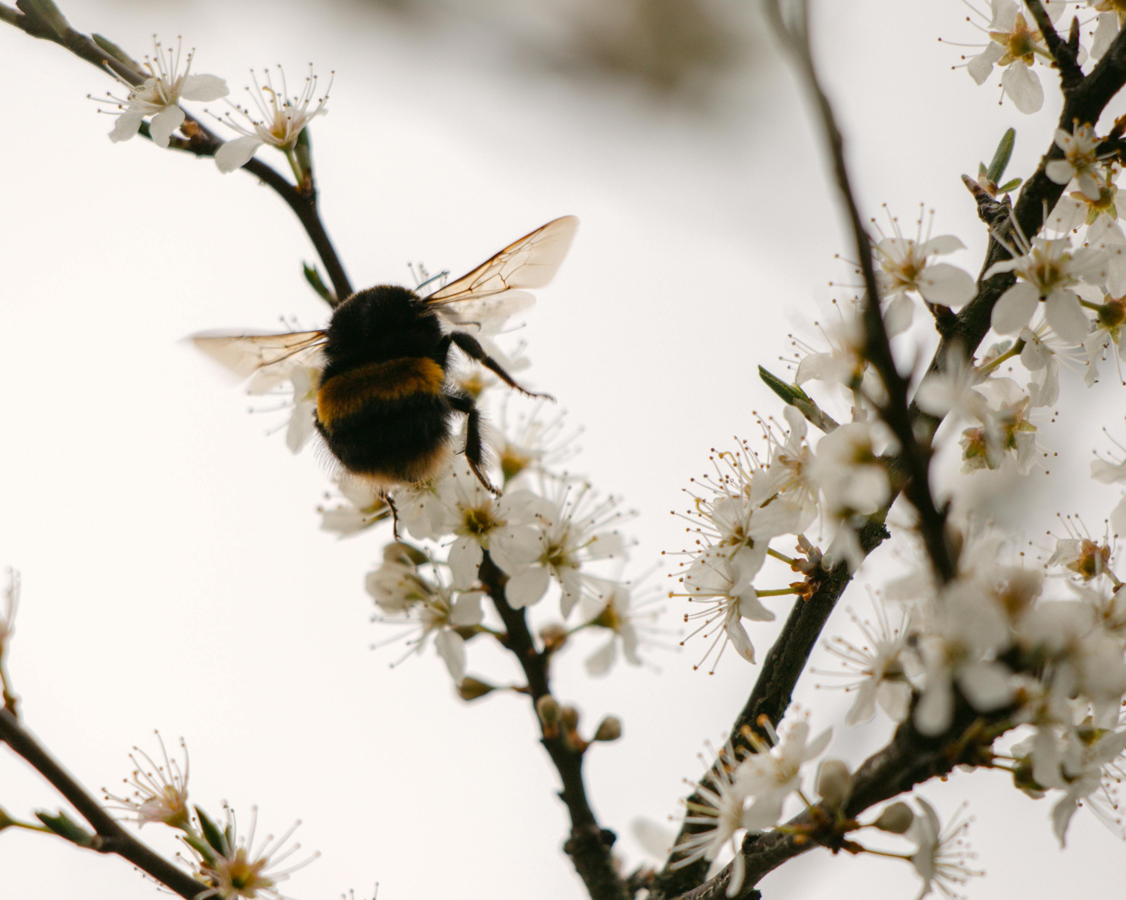 Gathering Nectar Photos, Download The BEST Free Gathering Nectar Stock ...