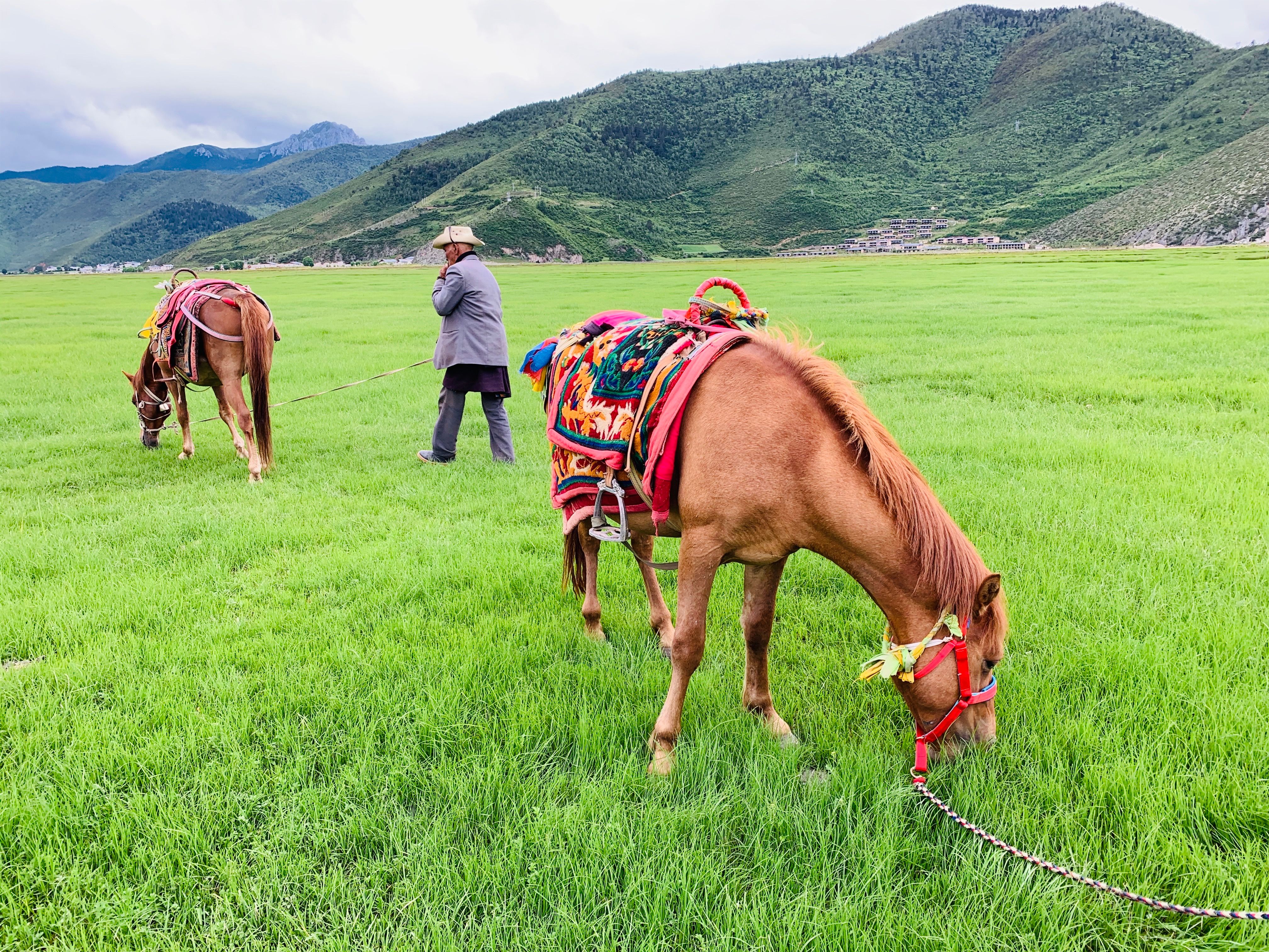 Horses on Grass Field · Free Stock Photo