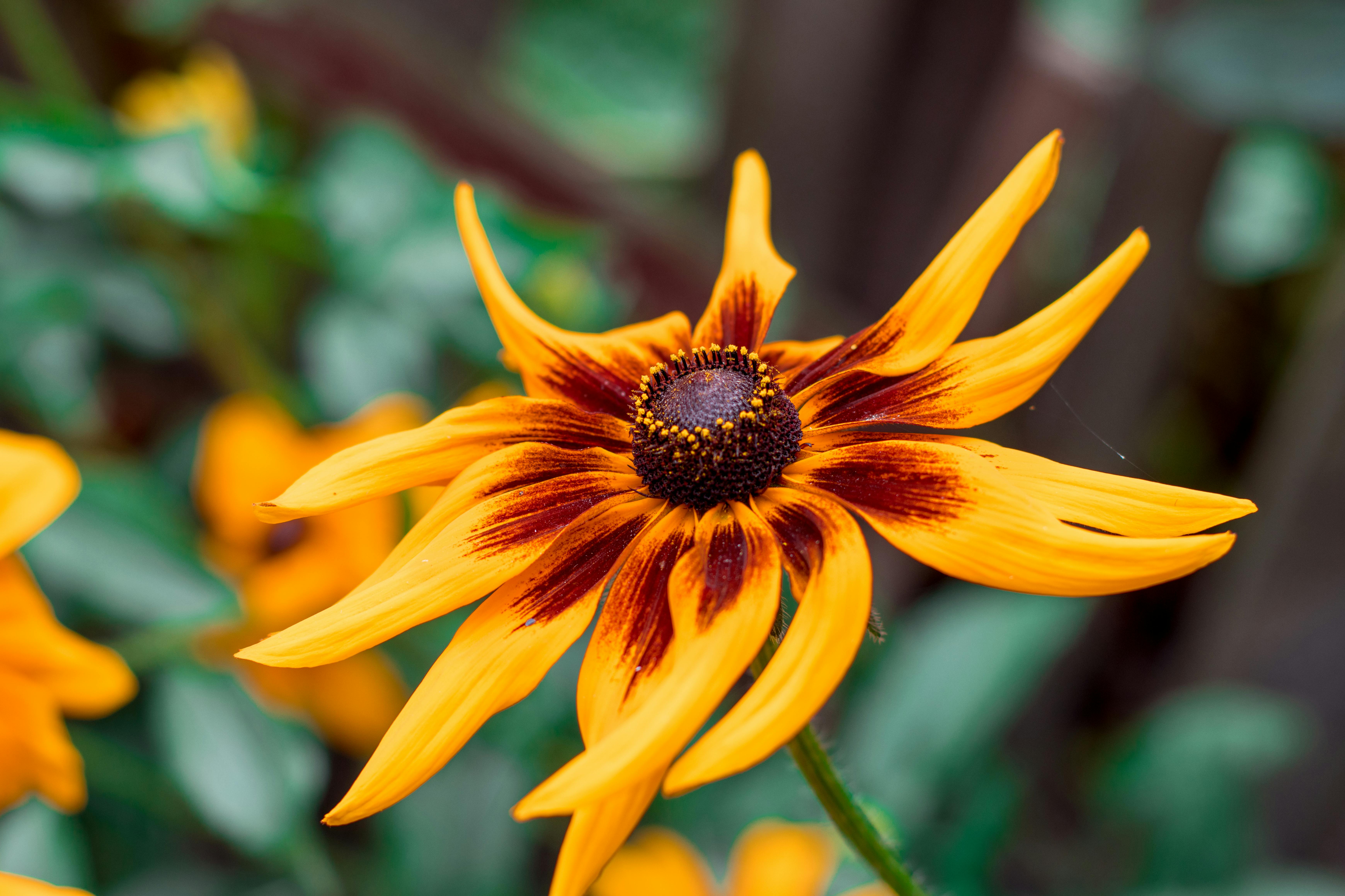 A Black Eyed Susan Flower in Full Bloom · Free Stock Photo
