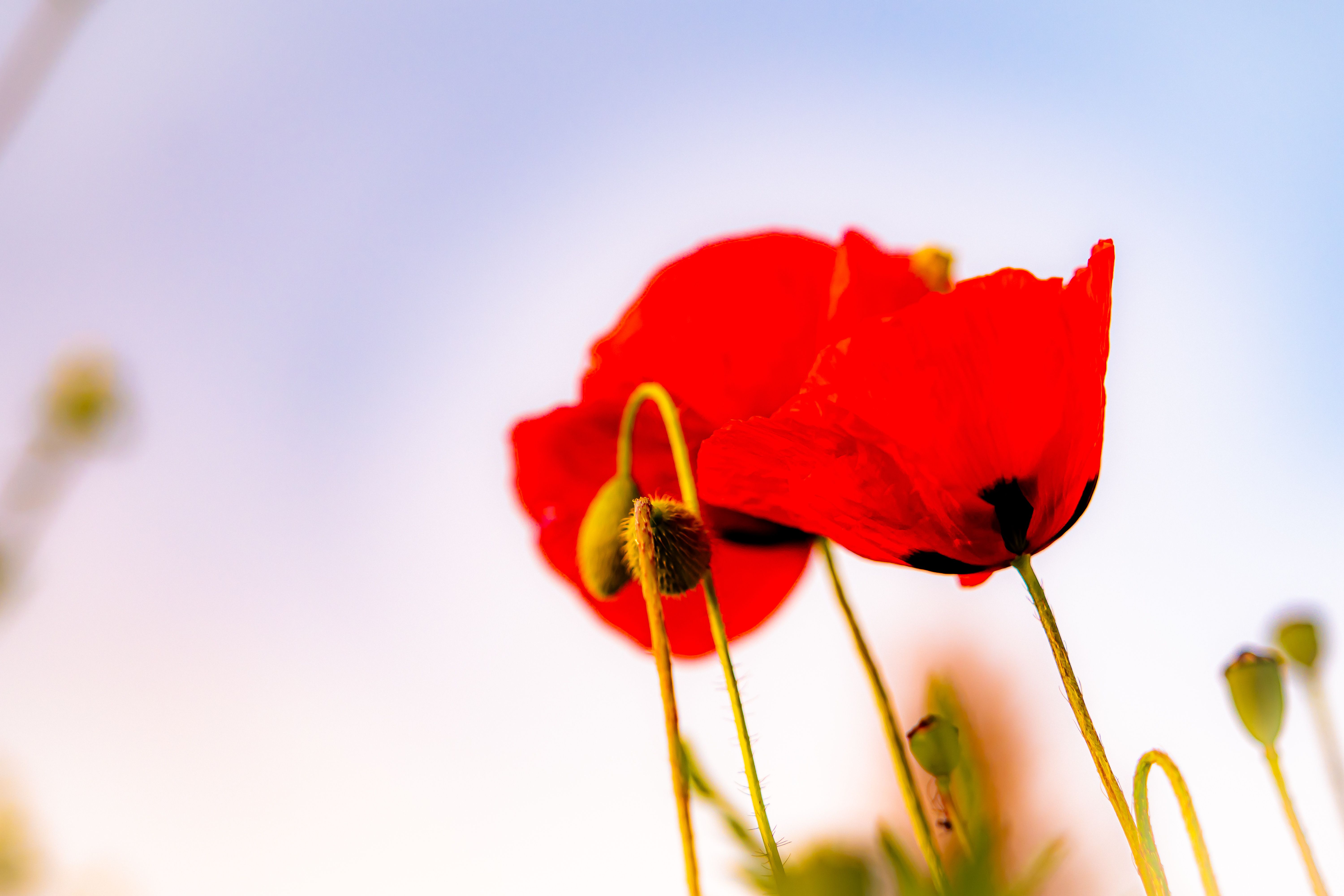 Photo of Plants with Red Flowers · Free Stock Photo