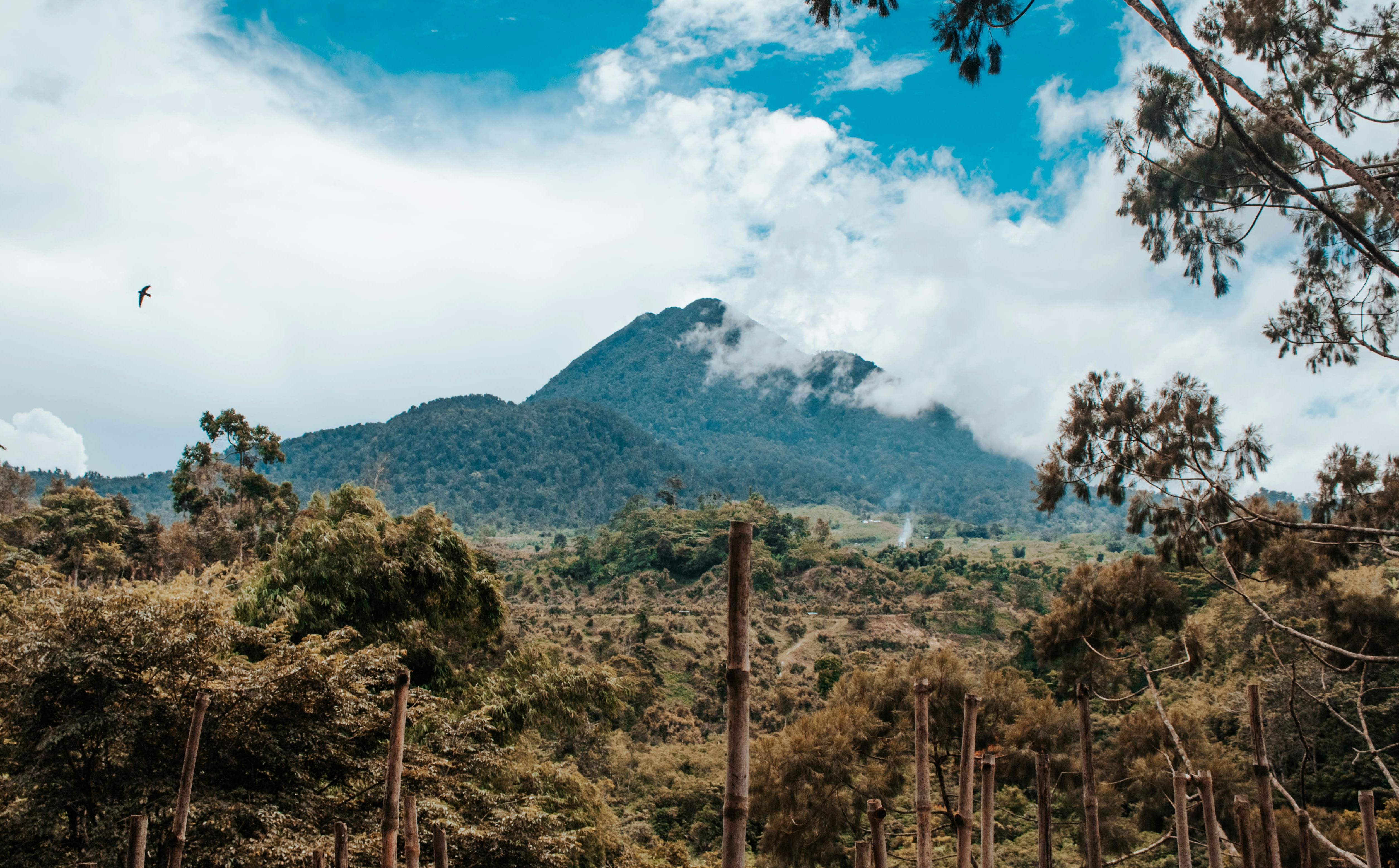 Tupi Photos, Download The BEST Free Tupi Stock Photos & HD Images