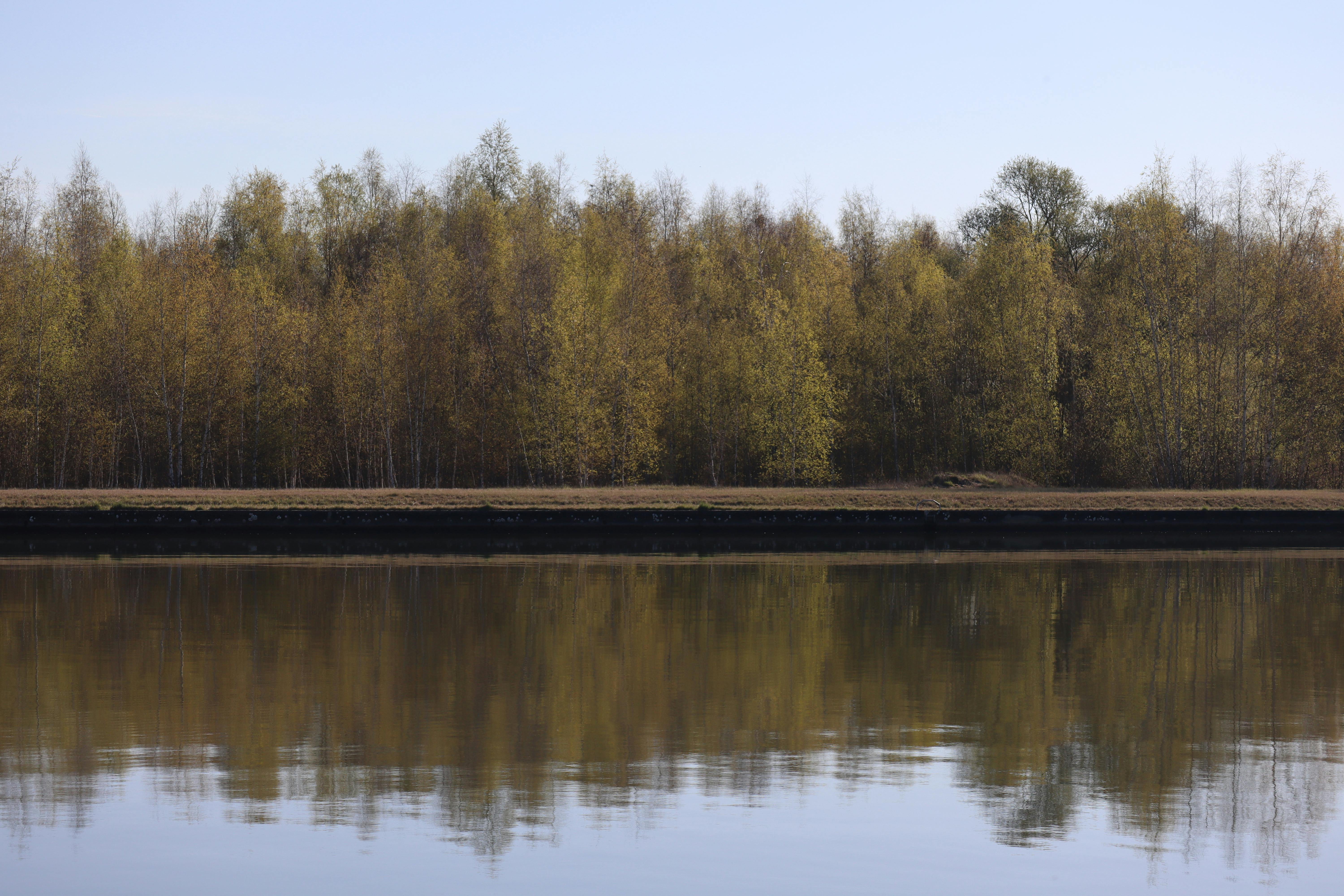 Green Trees Beside River · Free Stock Photo