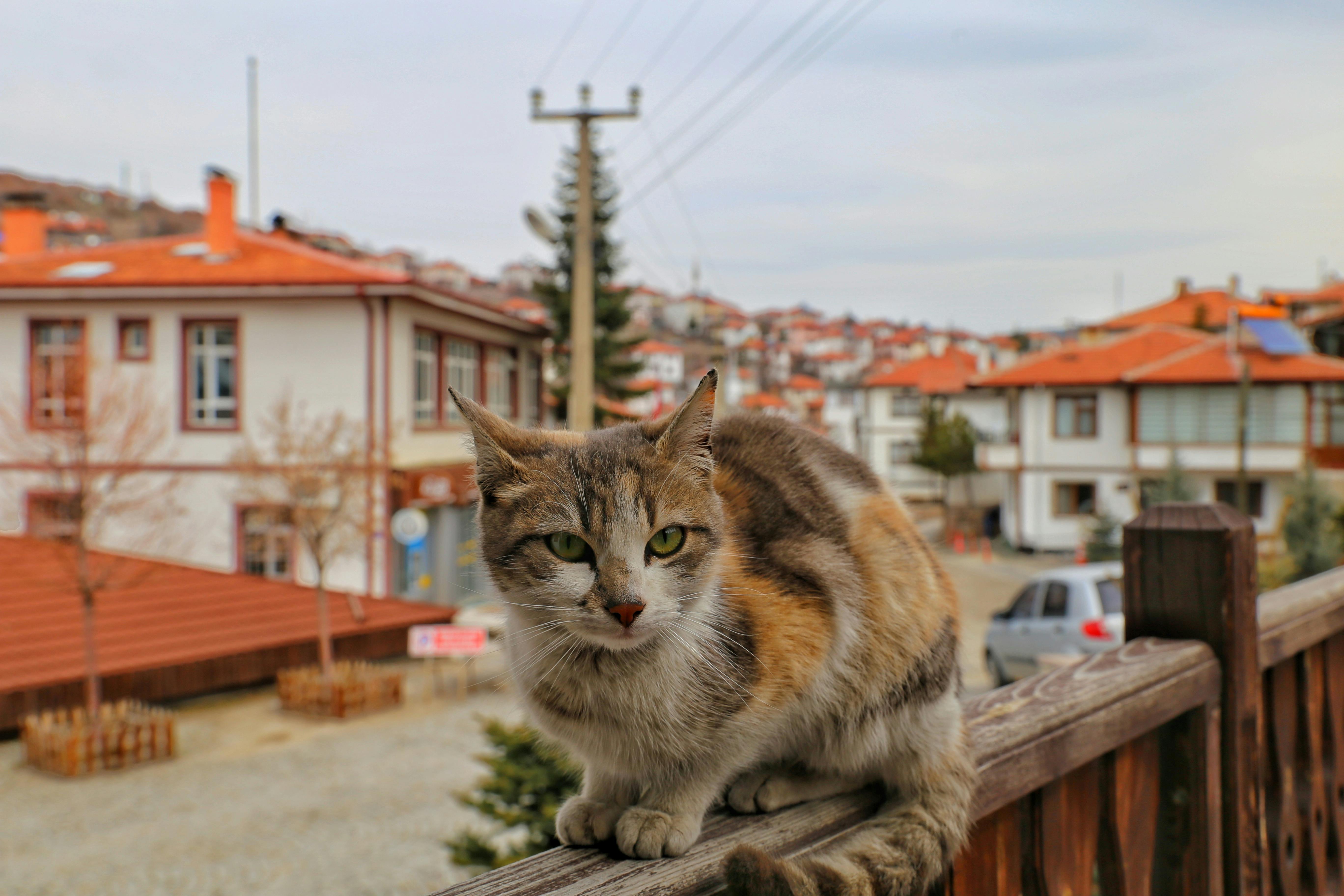 A Cute Cat on a Wooden Railing · Free Stock Photo
