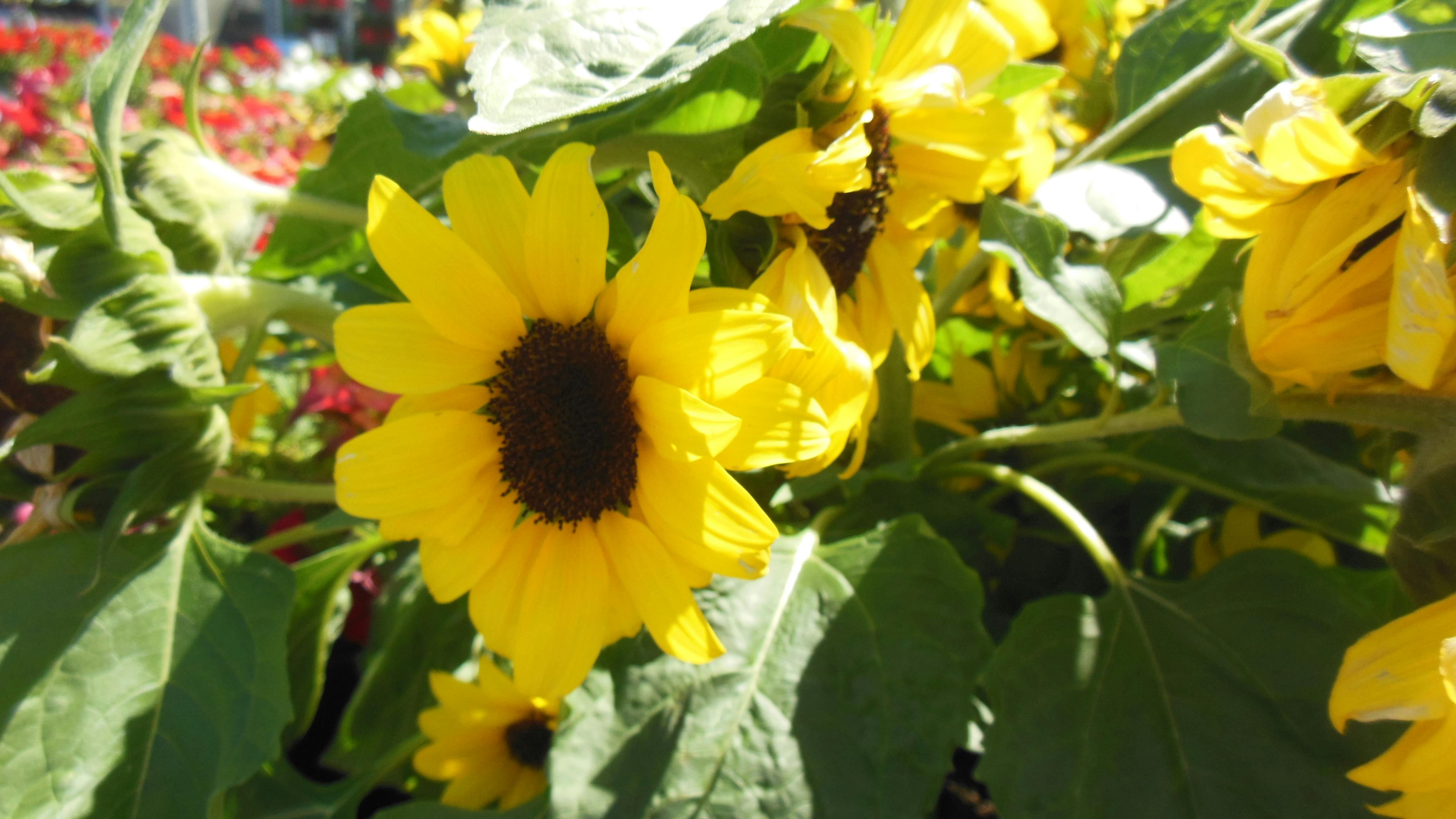 Free stock photo of cluster of small sunflowers, decorative