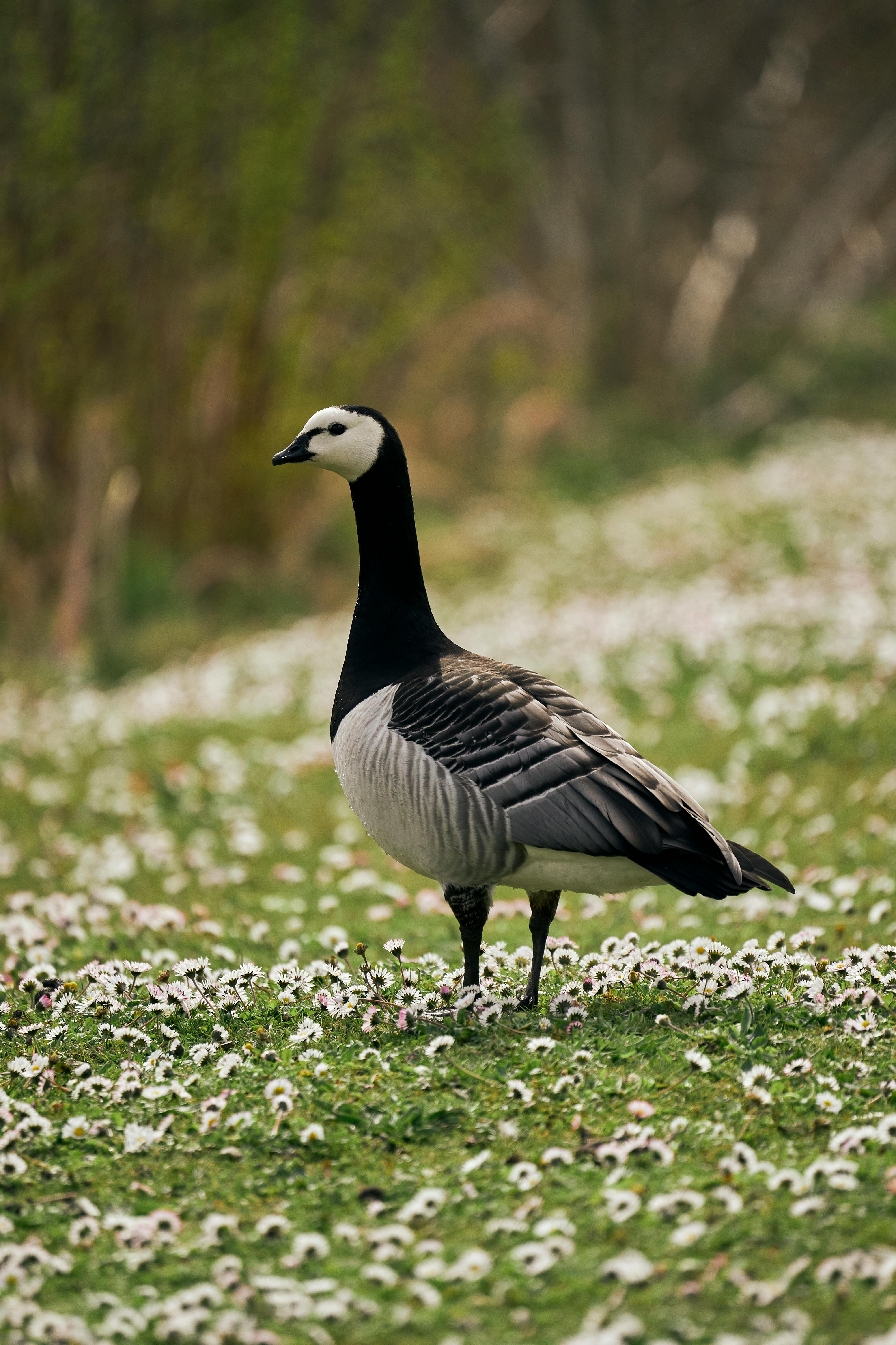 Photo of a Barnacle Goose · Free Stock Photo