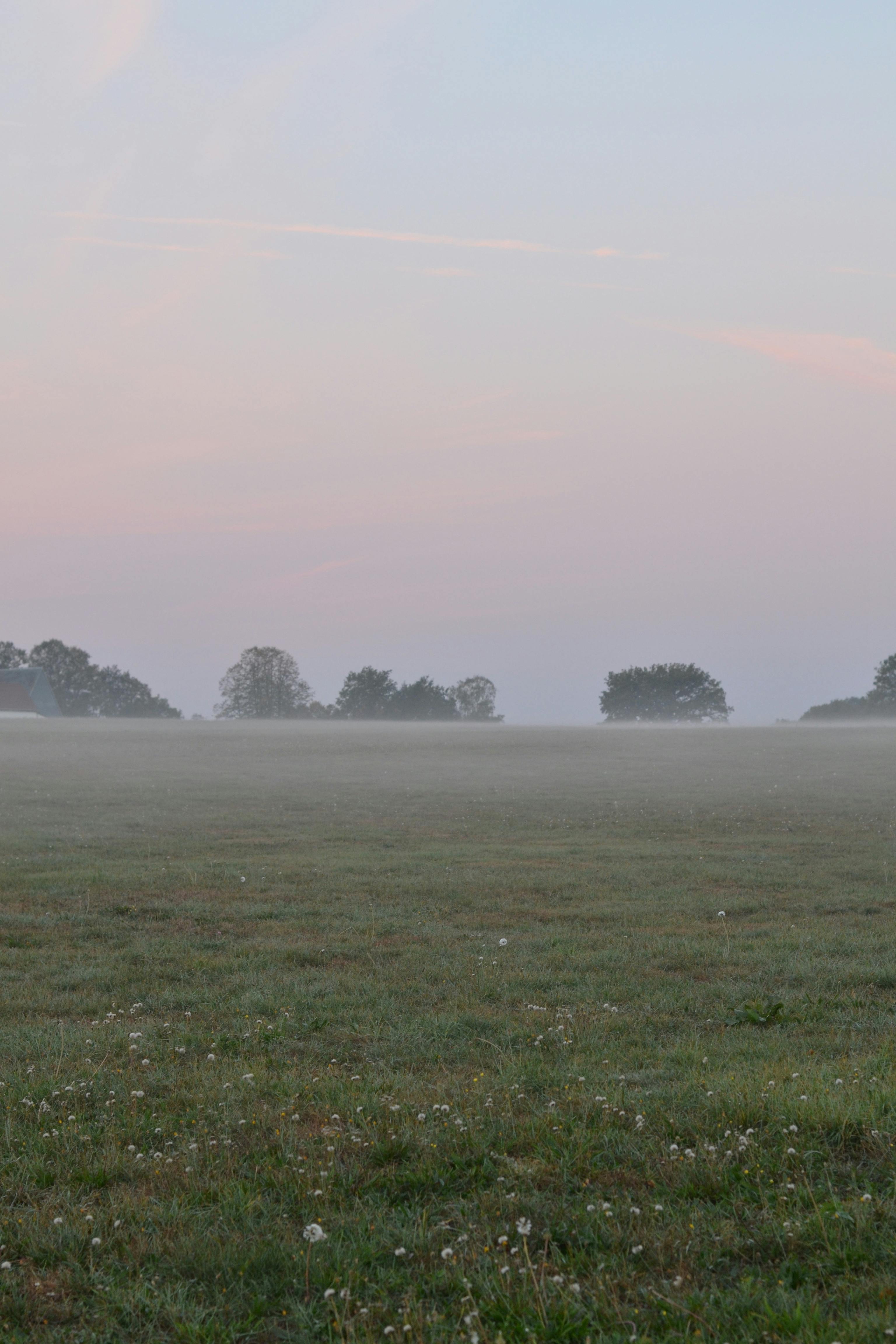 Trees Beyond the Field During a Mist · Free Stock Photo