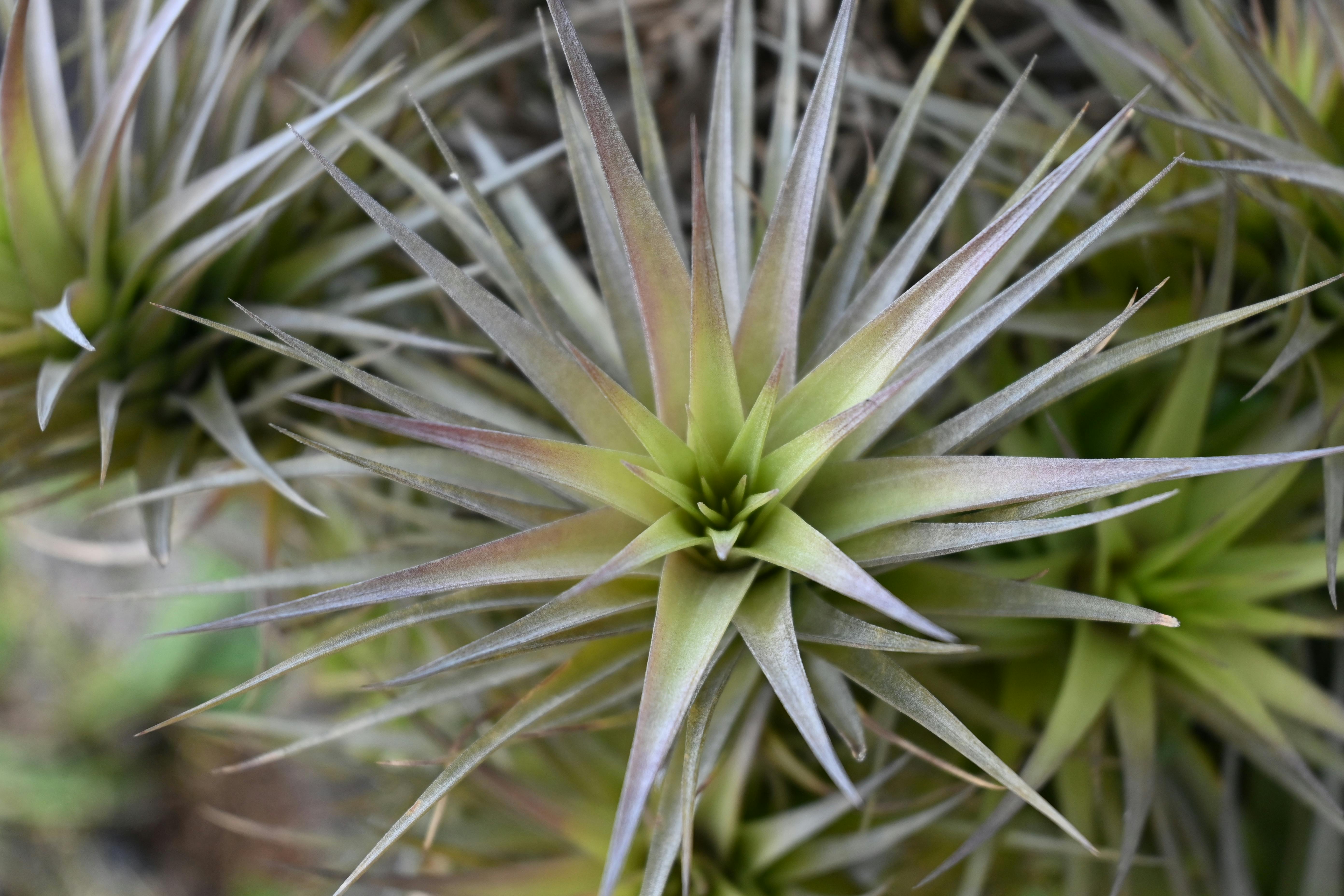 Aeranthos Photos, Download The BEST Free Aeranthos Stock Photos & HD Images