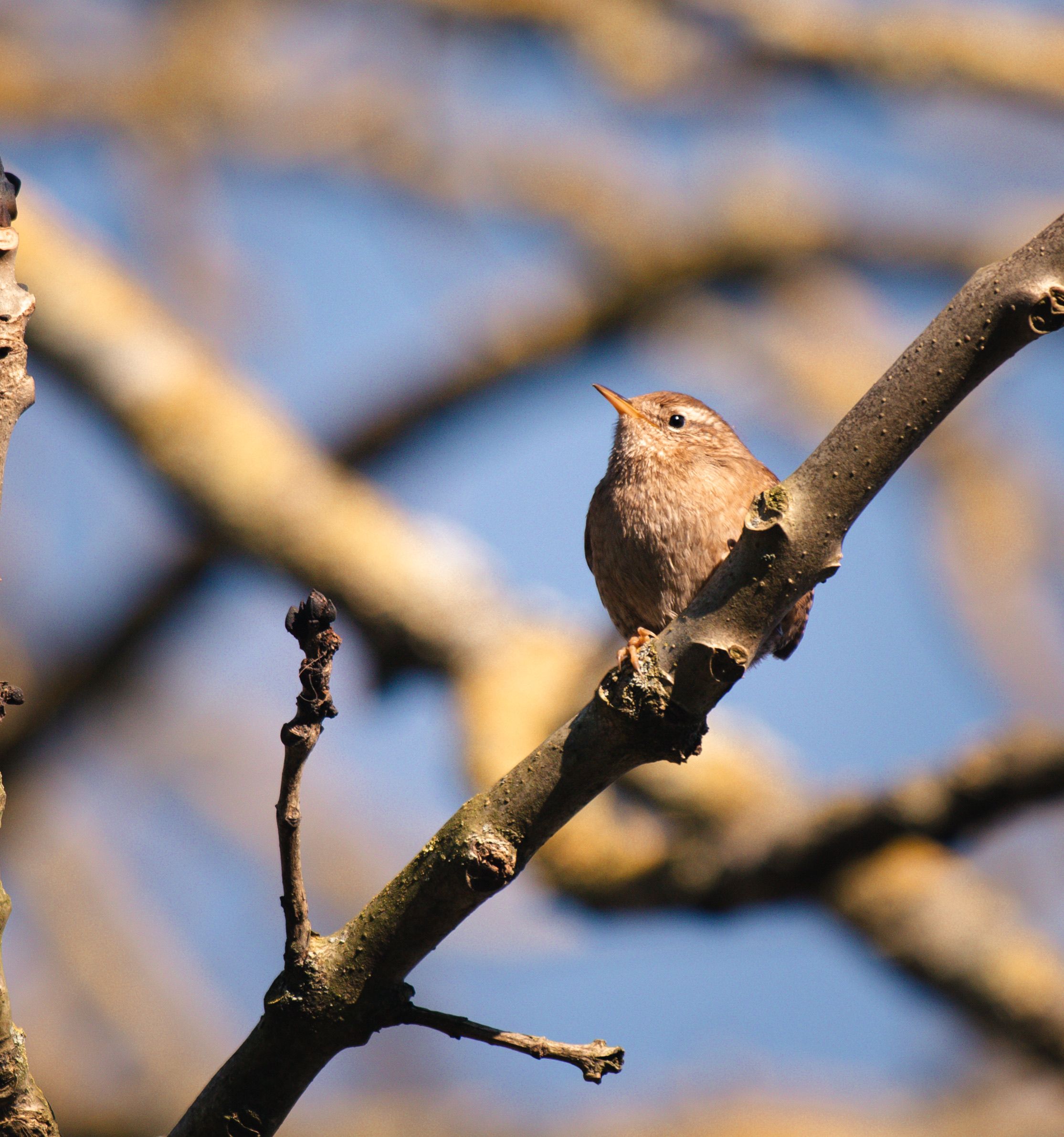 29+ Best Free Wren Stock Photos & Images · 100% Royalty-Free HD Downloads