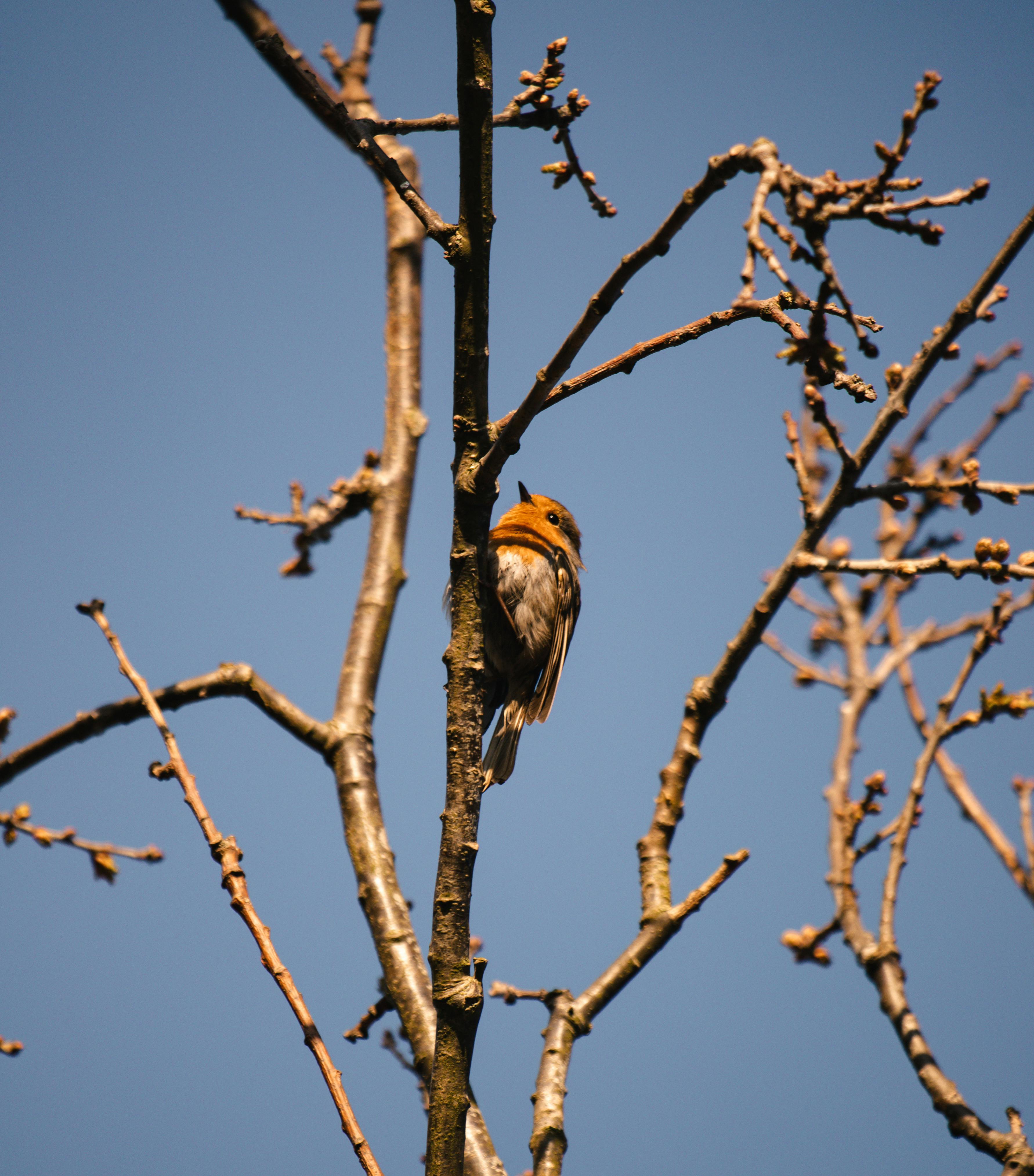 Photo of Birds Perched on a Bare Tree · Free Stock Photo
