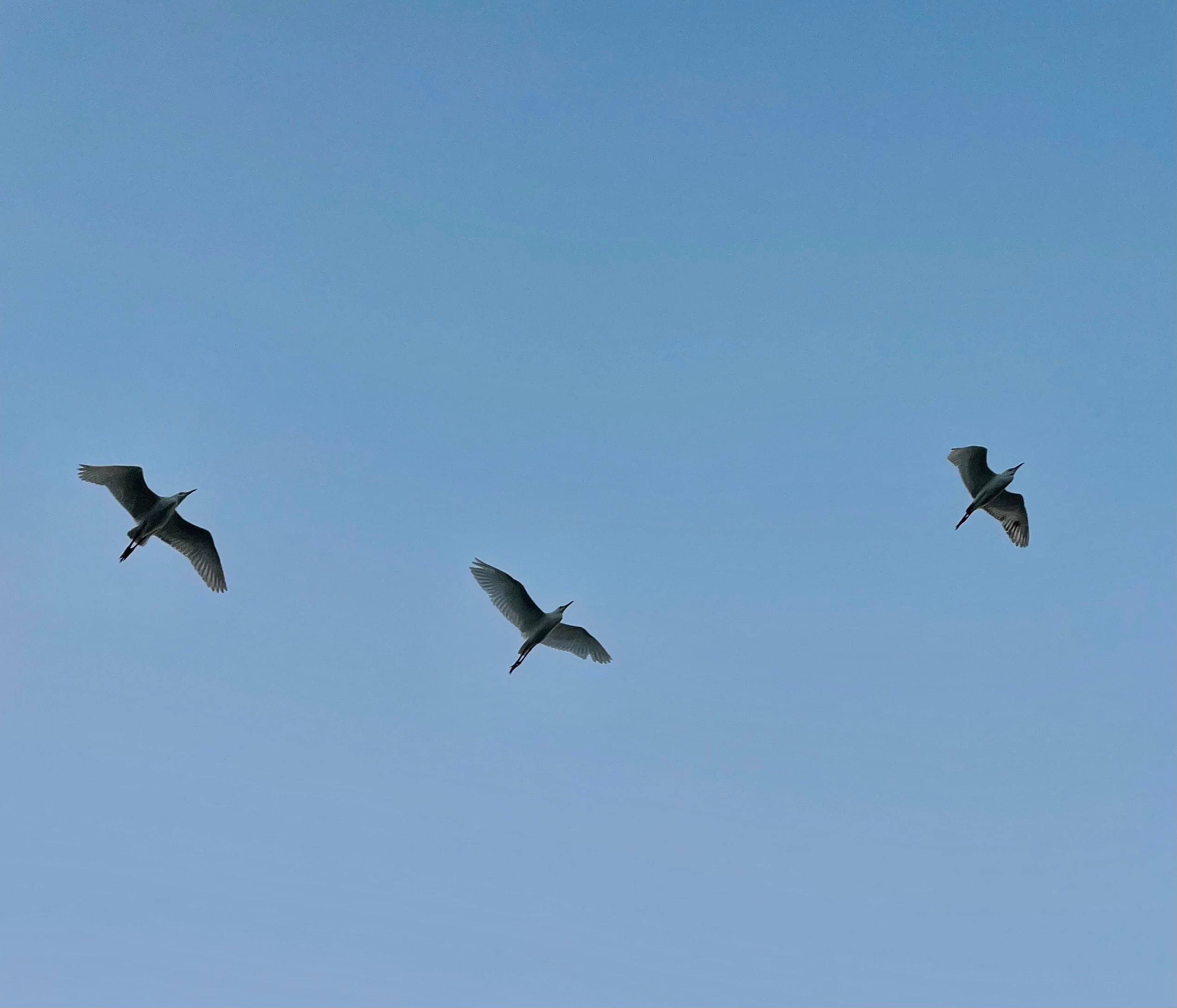 Birds Flying Under Blue Sky · Free Stock Photo