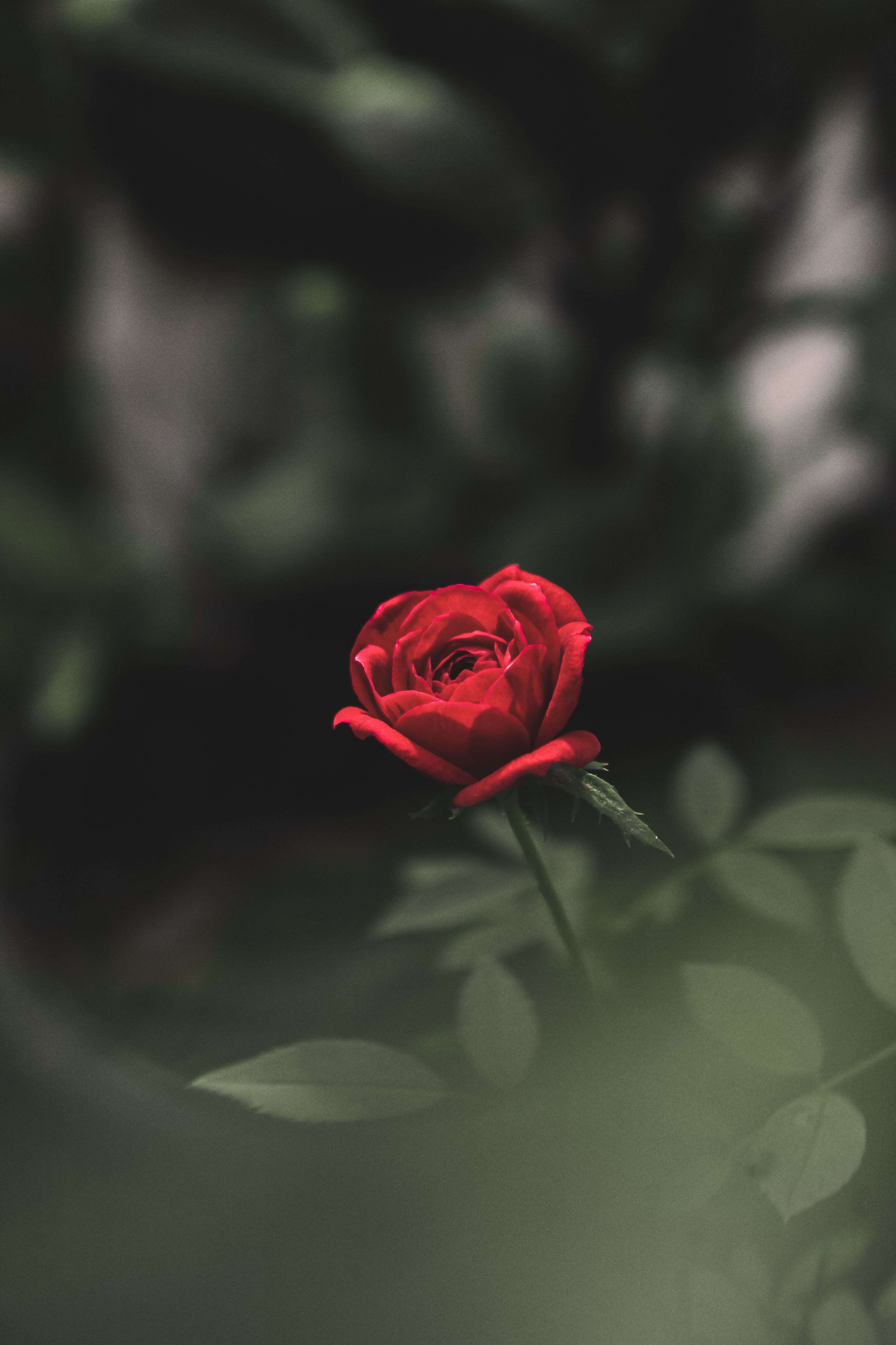 Rose Flower in Garden · Free Stock Photo