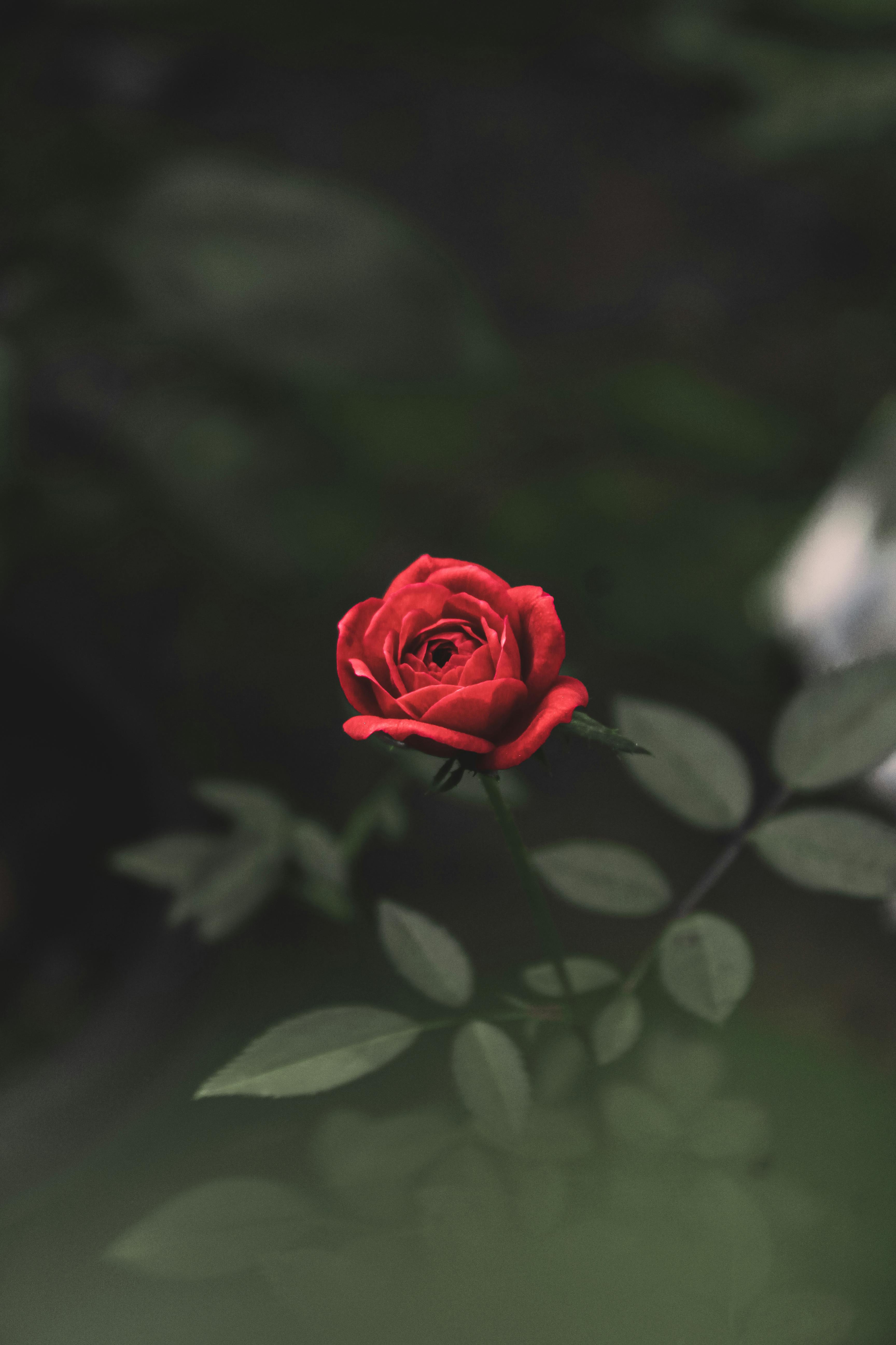 Red Roses in Bloom · Free Stock Photo