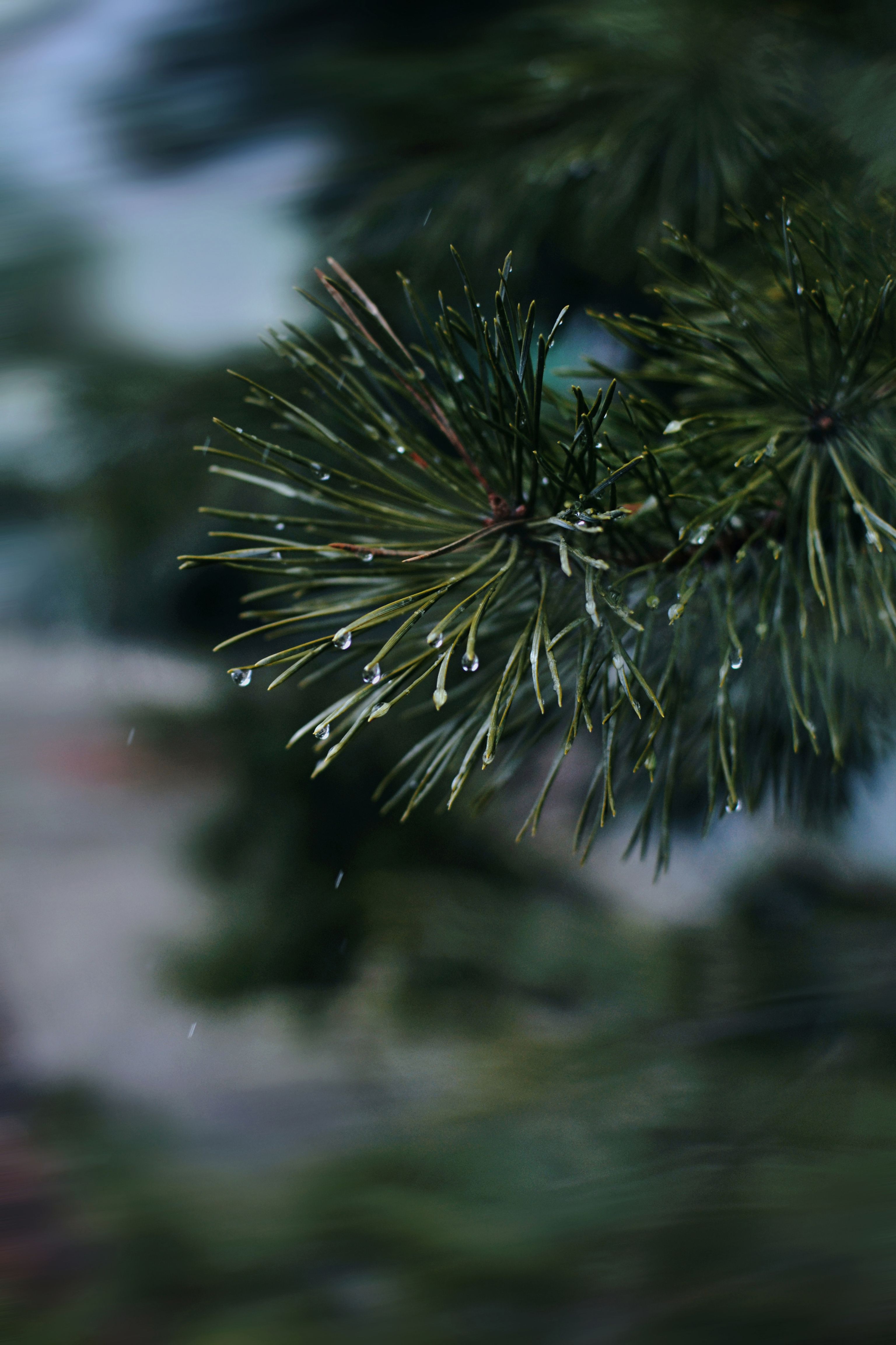 Tree By Water Photos, Download Free Tree By Water Stock Photos & HD Images