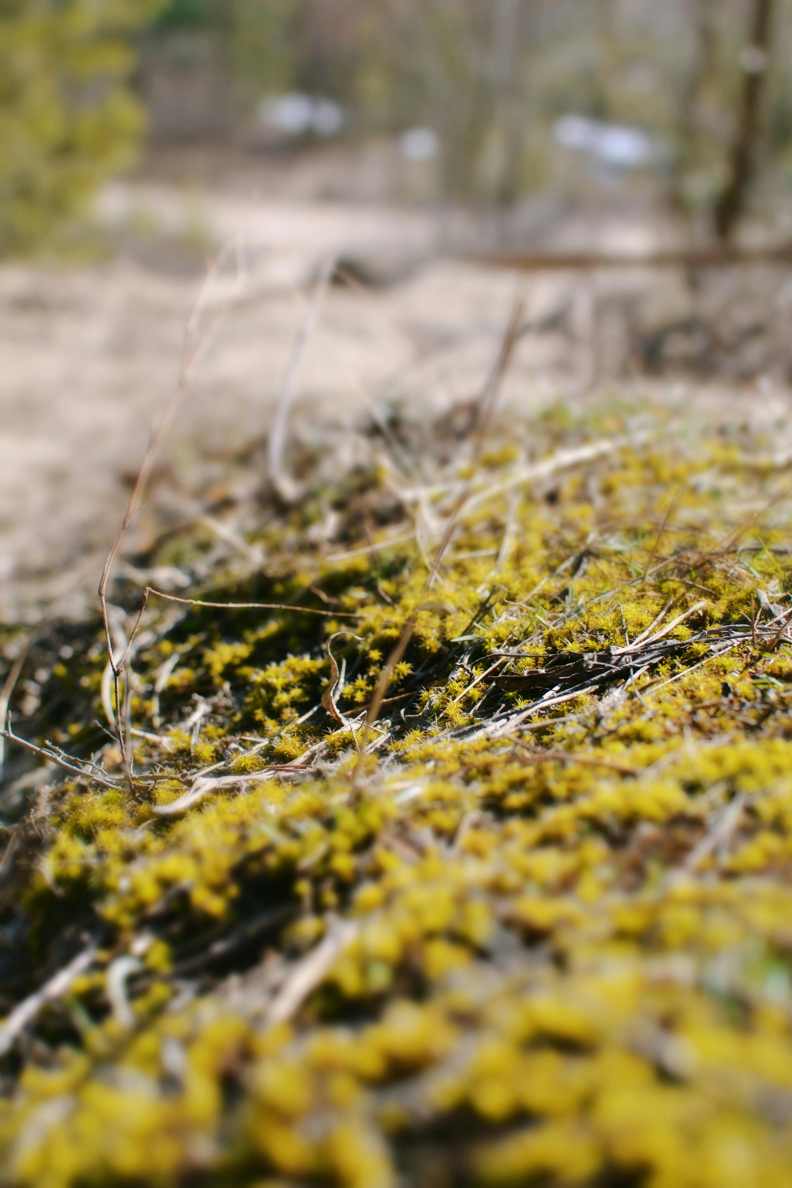 Multiple Branches Photos, Download Free Multiple Branches Stock Photos ...