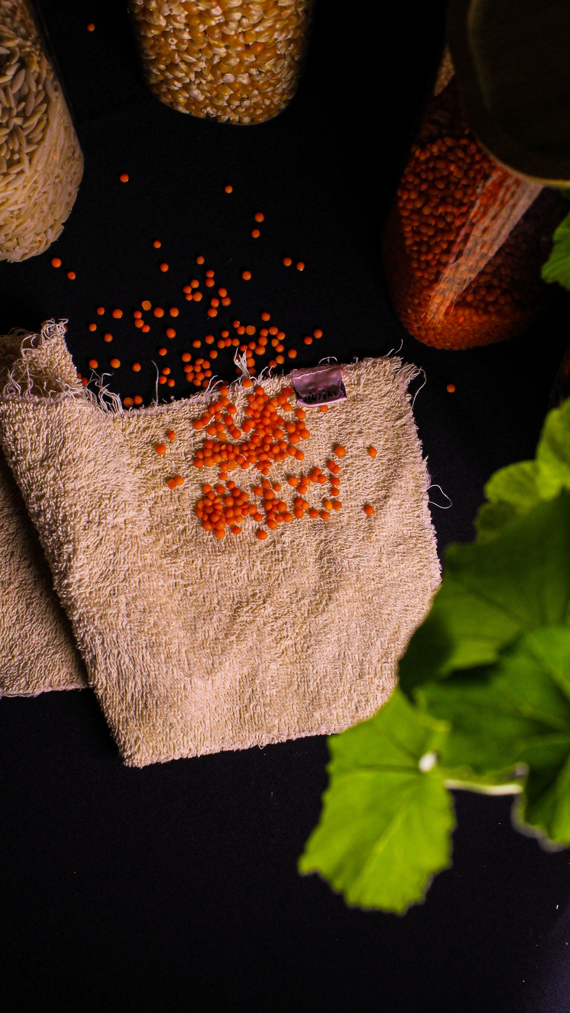 Peanuts · Free Stock Photo
