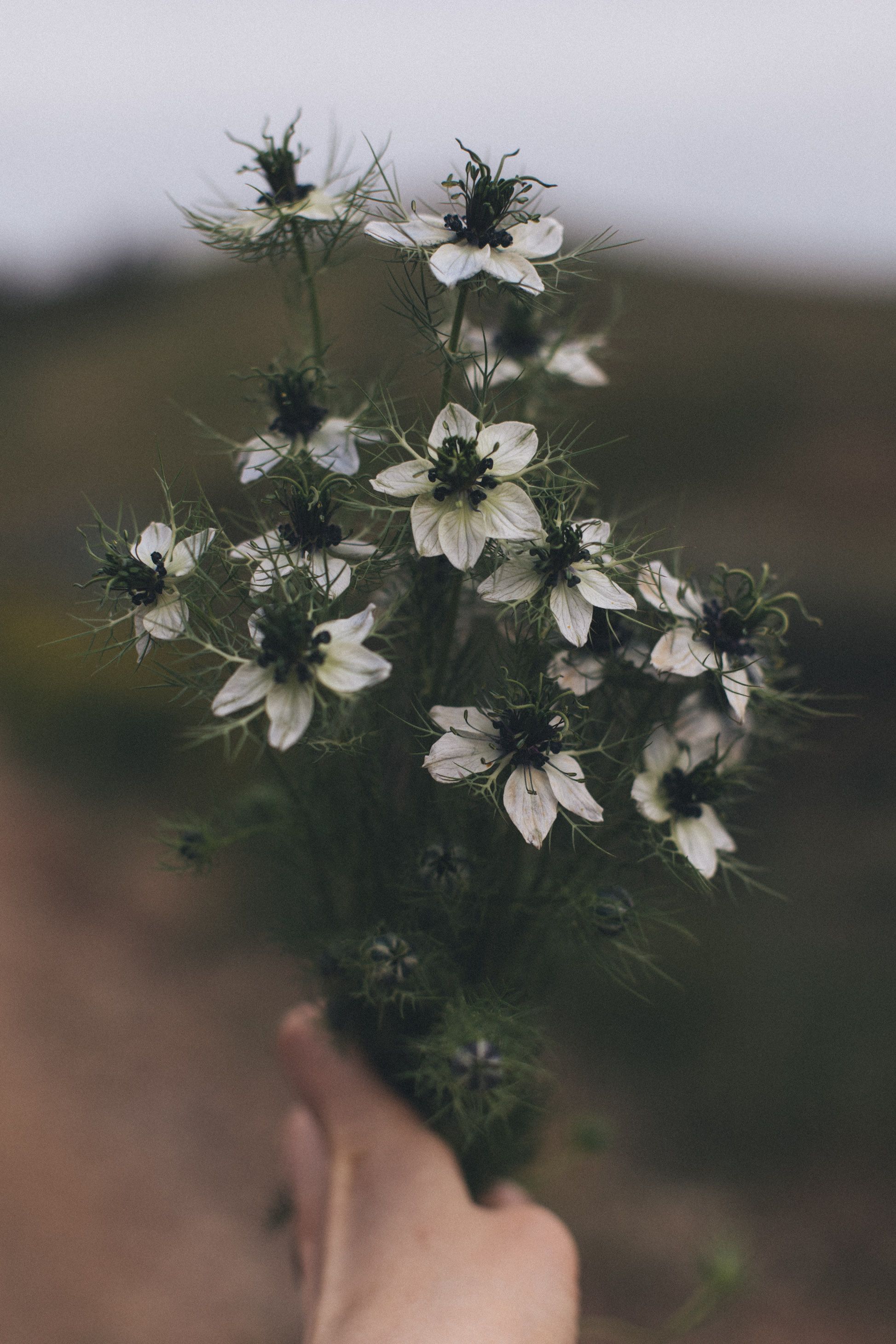 Person Watering the Plants · Free Stock Photo
