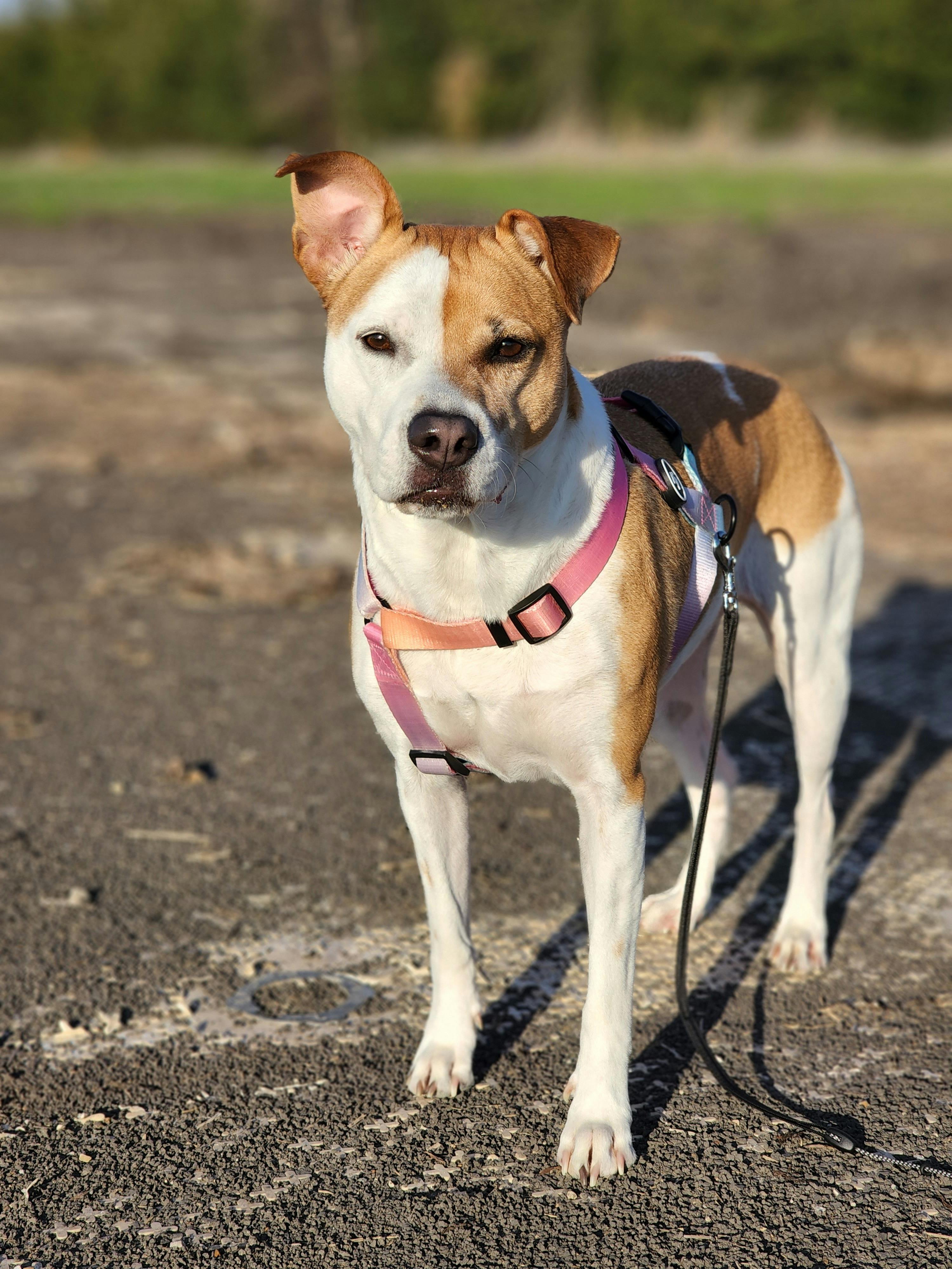 Dog behind Wall · Free Stock Photo