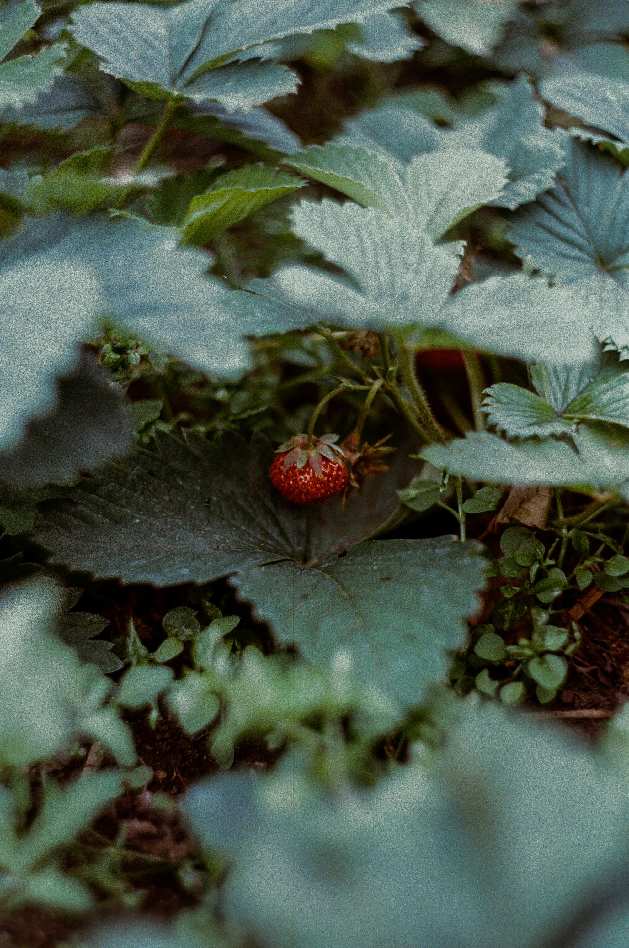 Wild Strawberry Photos, Download The BEST Free Wild Strawberry Stock ...