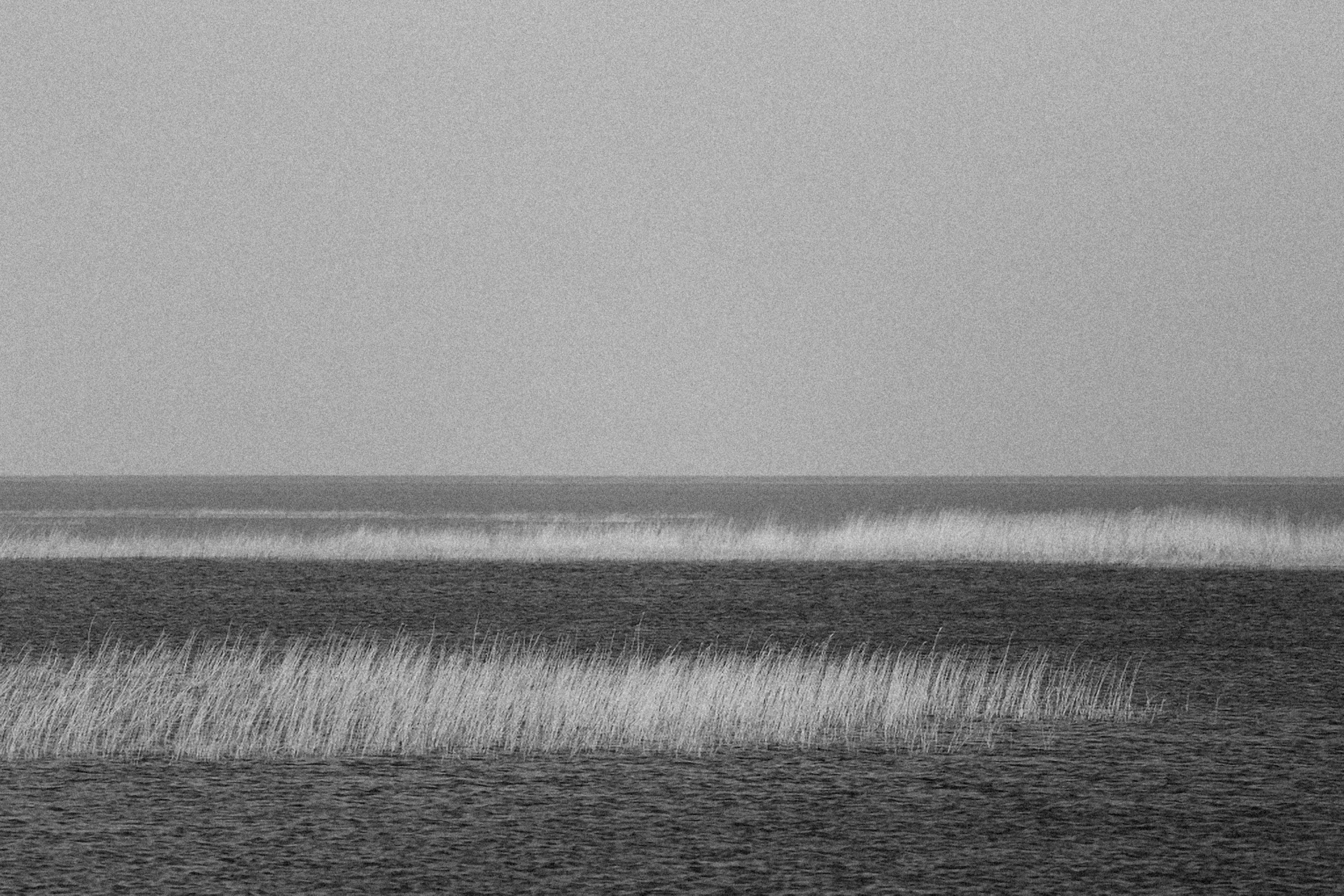 Grayscale Photo of Brown Grass on the Shore · Free Stock Photo