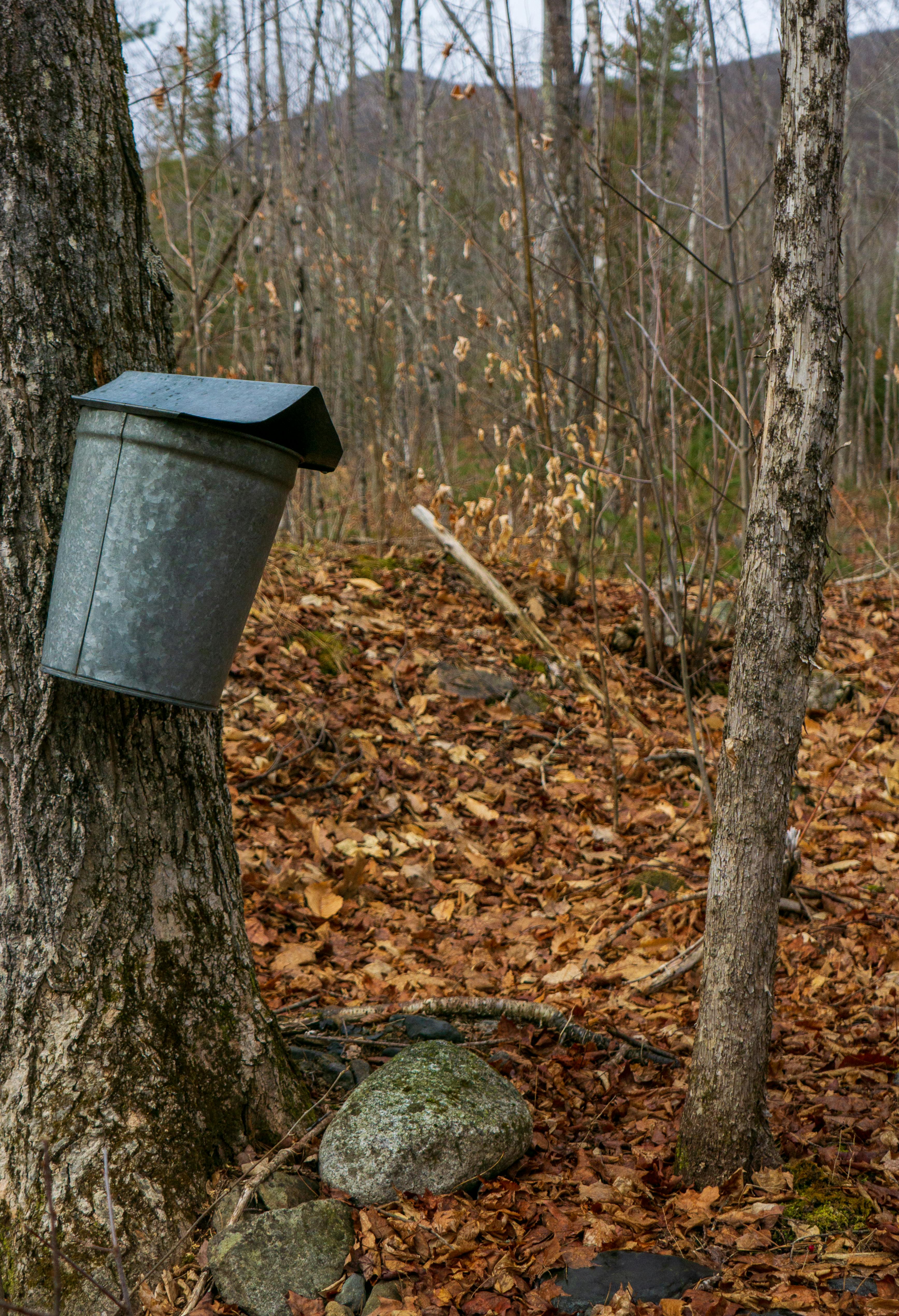 A Steel Trash Bin on Tree Trunk at the Forest with Brown Leaves on the ...