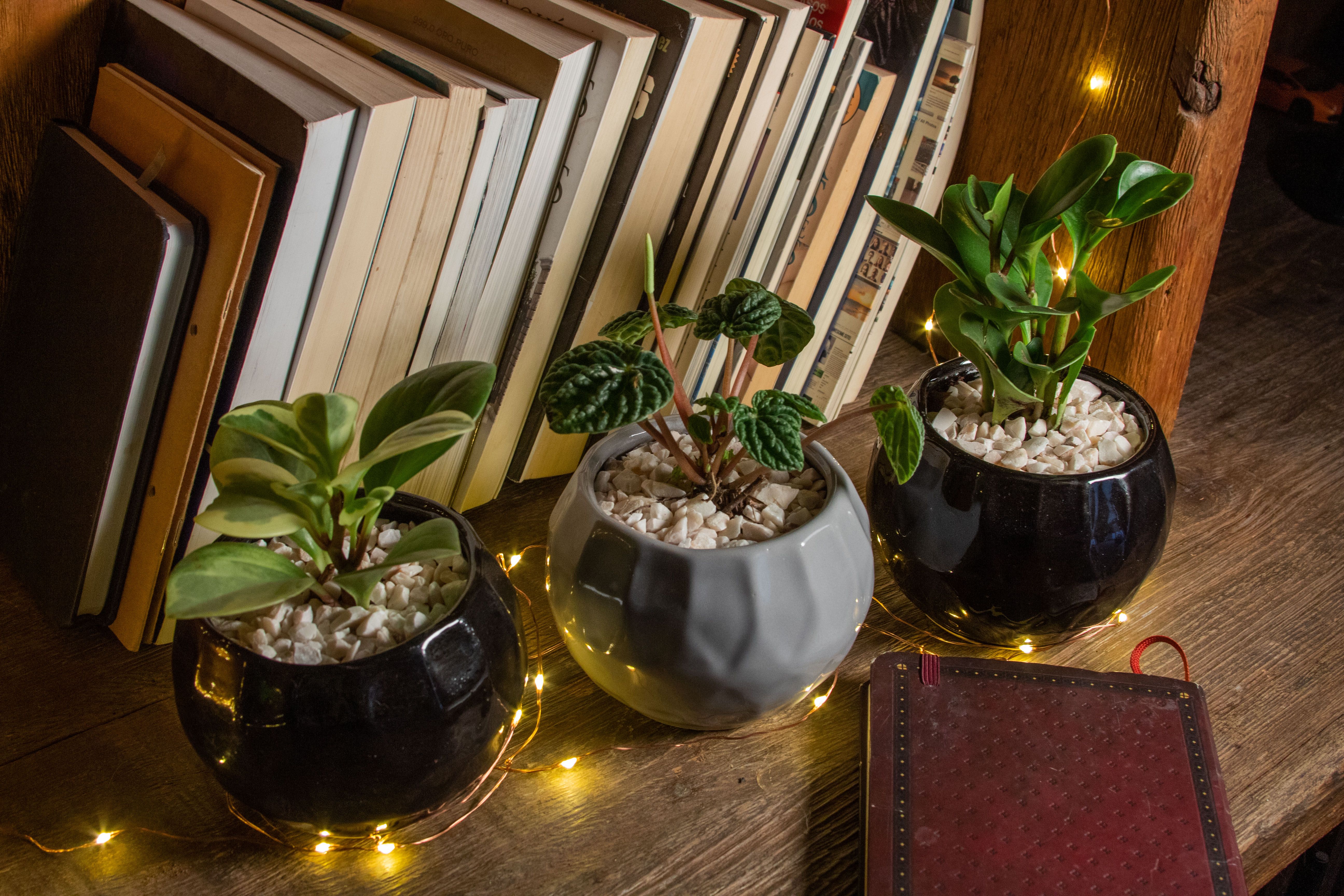 Philippine Pots Photos, Download Free Philippine Pots Stock Photos & HD ...