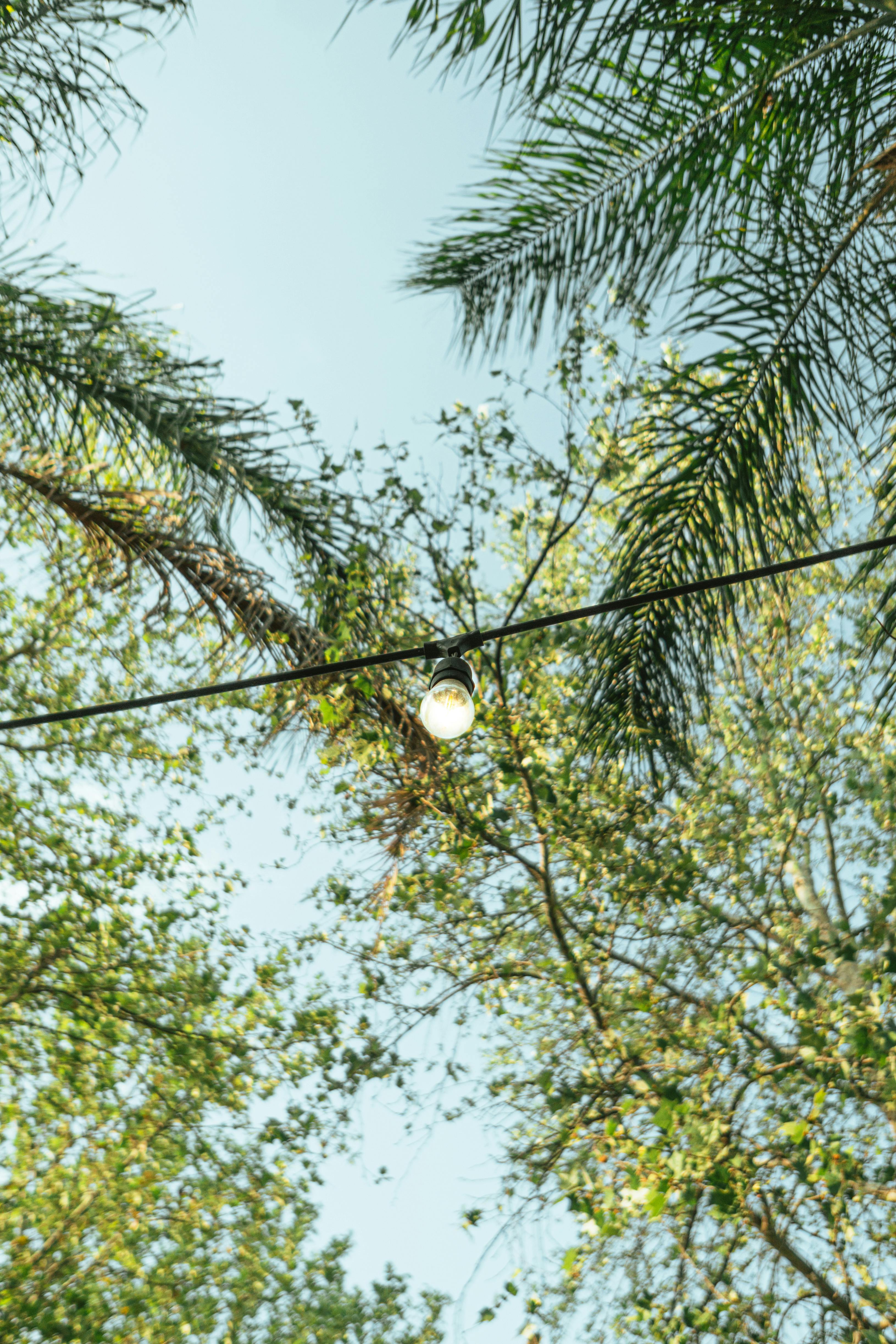 Nature Low Opacity Photos, Download Free Nature Low Opacity Stock ...