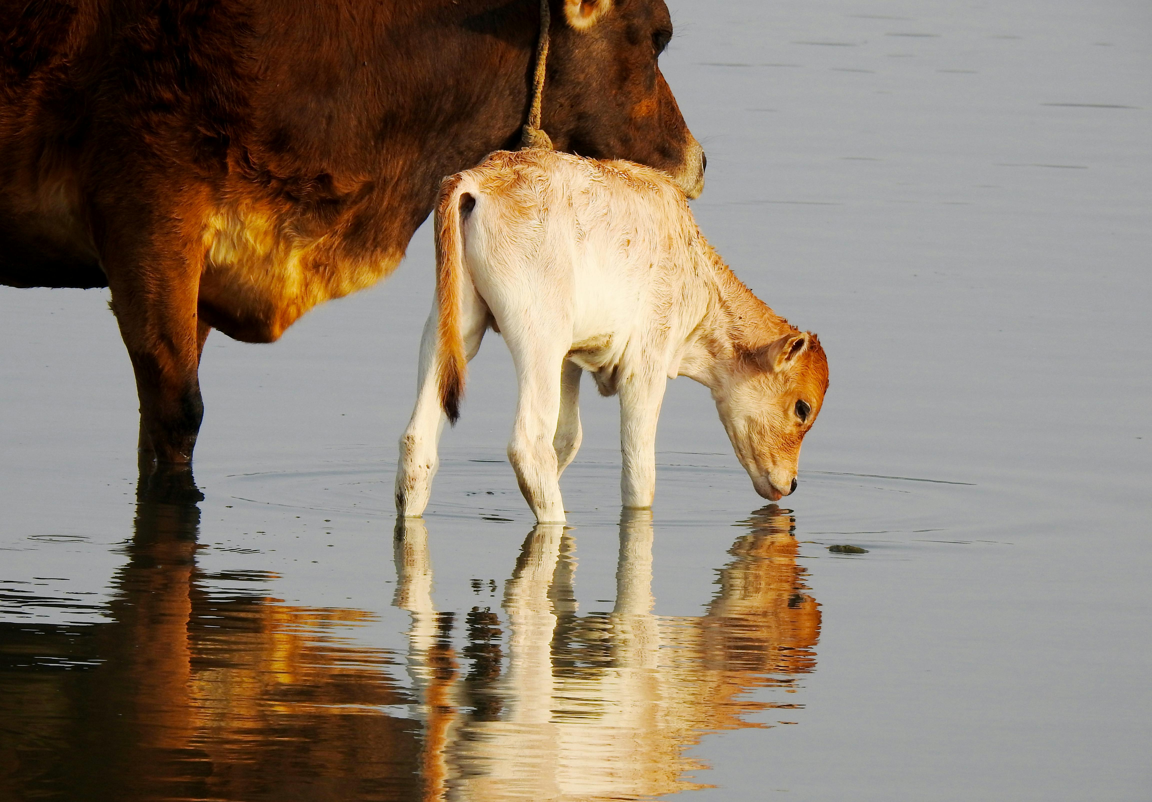 A Calf Drinking Water · Free Stock Photo