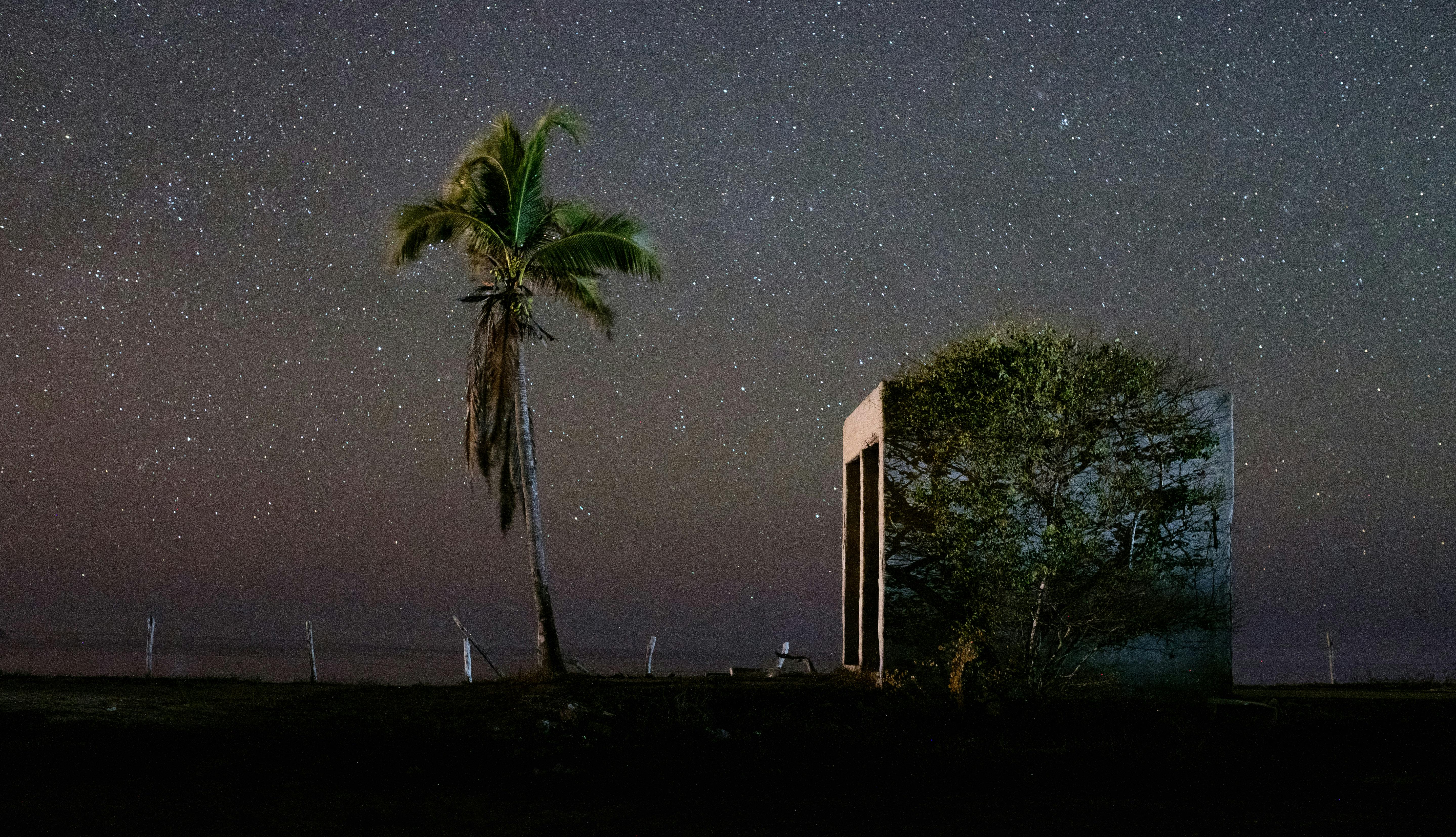Coconut Tree Under Starry Sky · Free Stock Photo