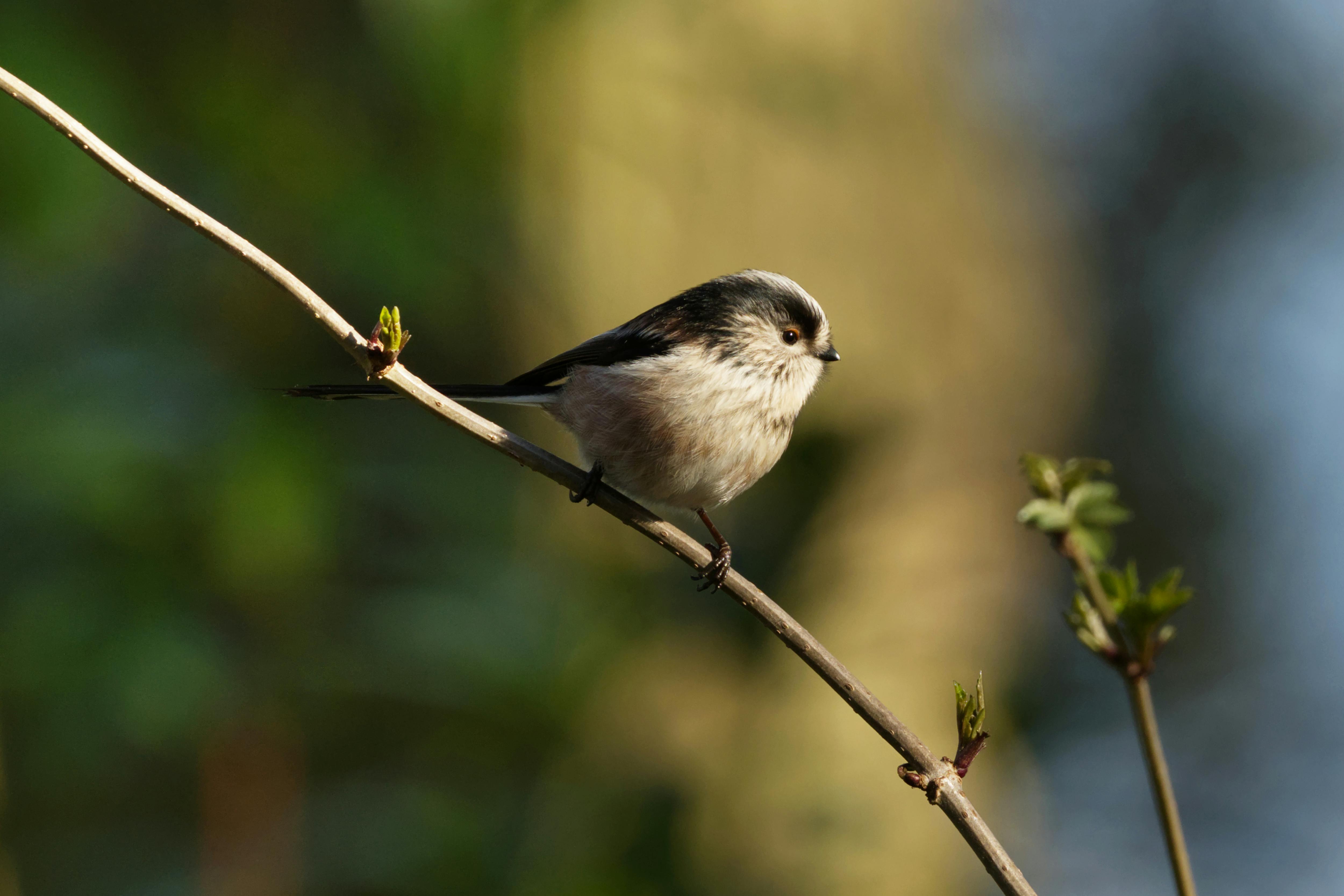 A Long-tailed Tit Bird in Close-up Shot · Free Stock Photo