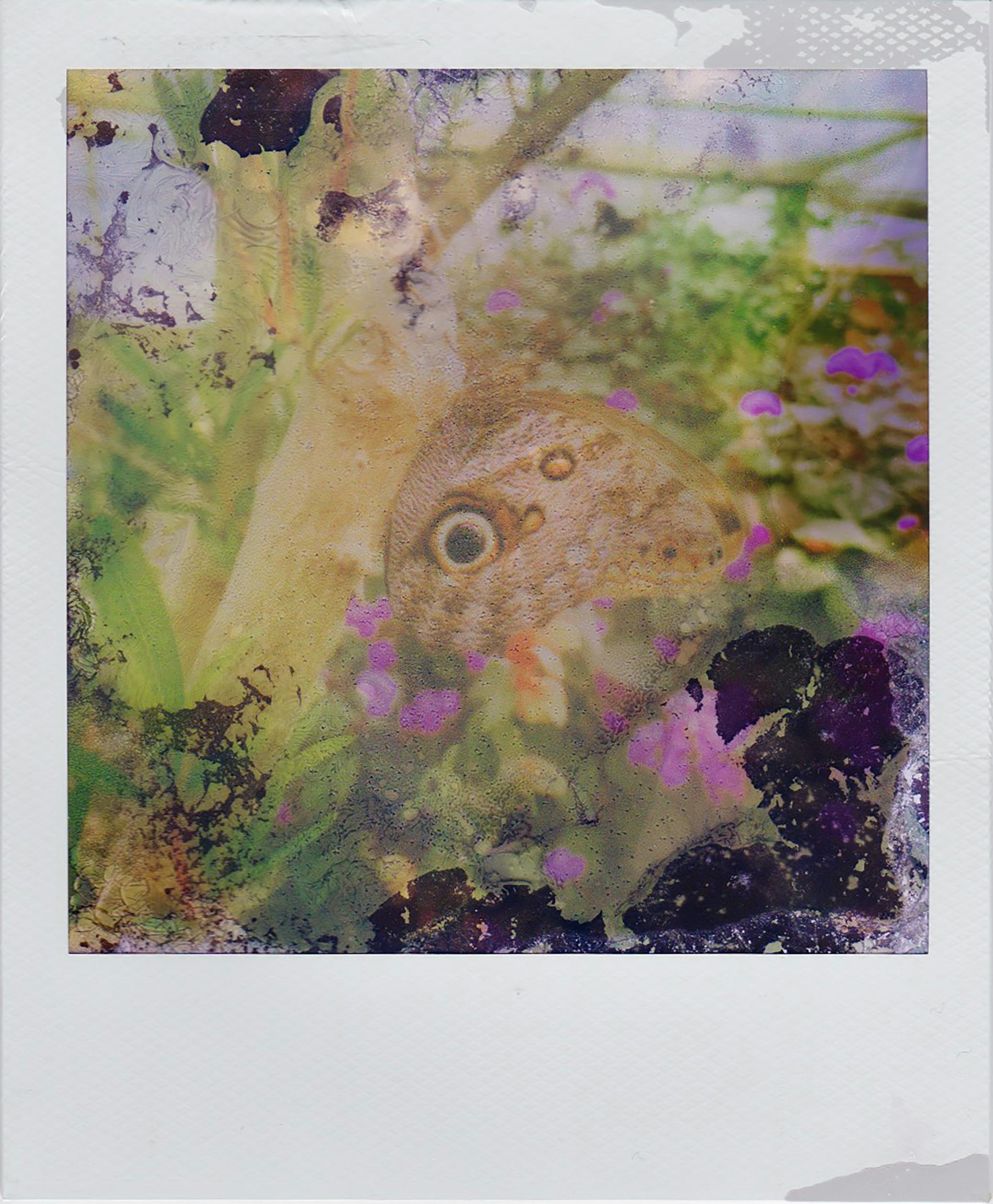 A Polaroid Picture of Brown Butterfly Near Purple Flowers · Free Stock ...