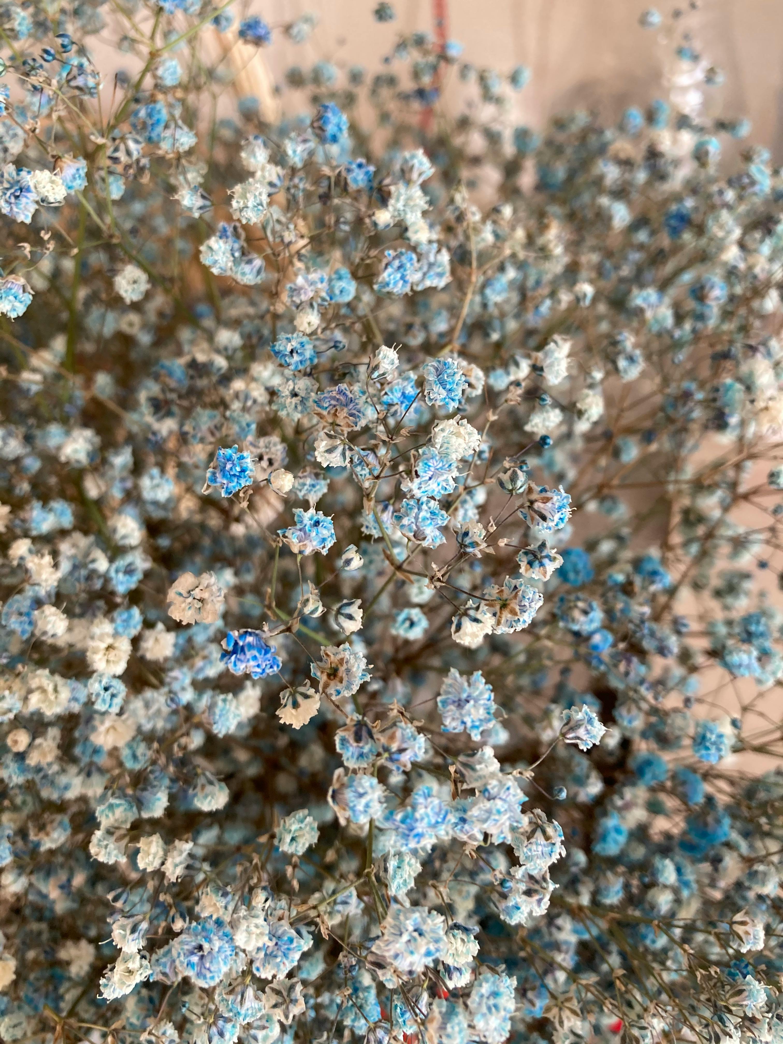 White and Blue Flowers in Tilt Shift Lens · Free Stock Photo