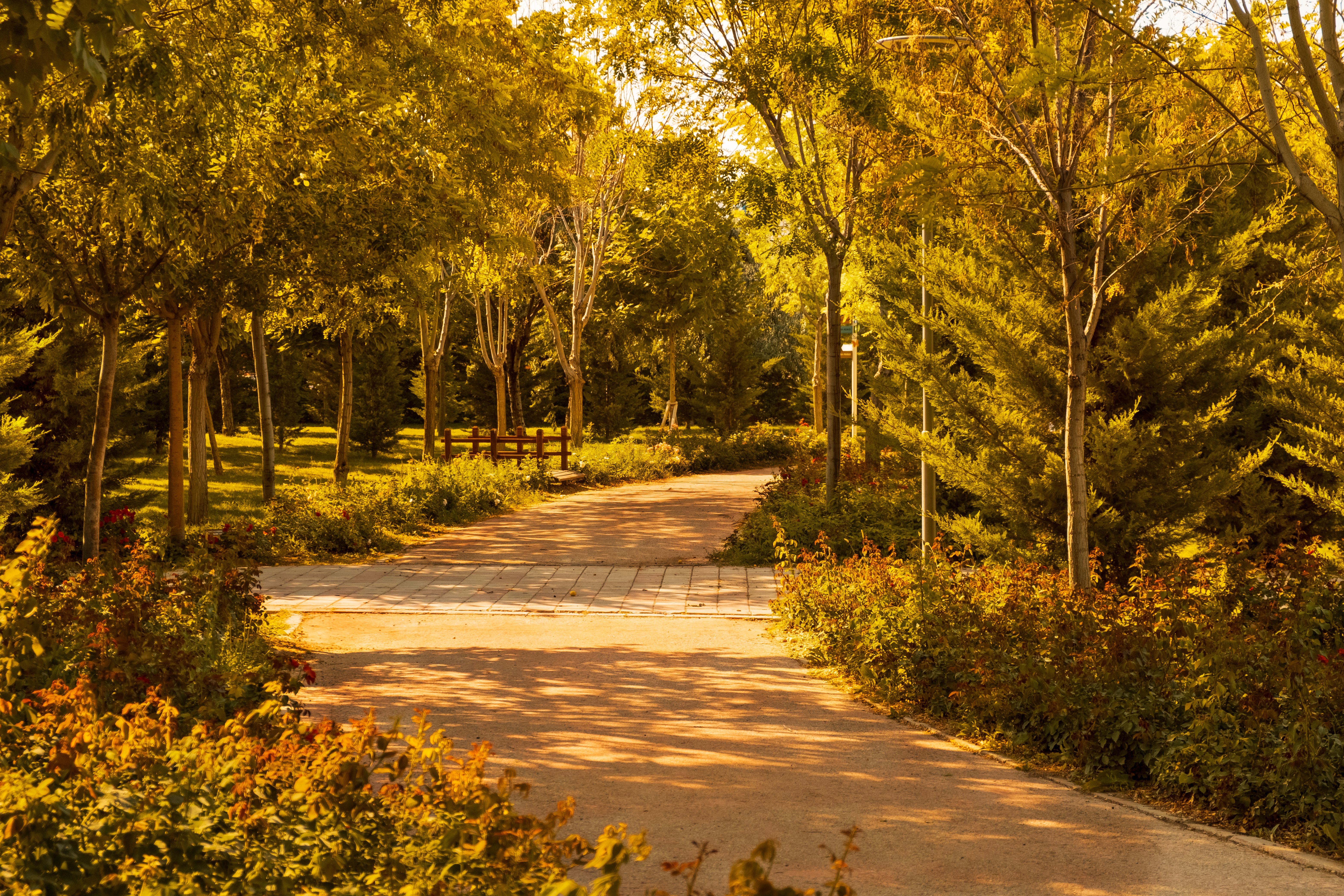 A Walkway Between Trees in a Forest Park · Free Stock Photo