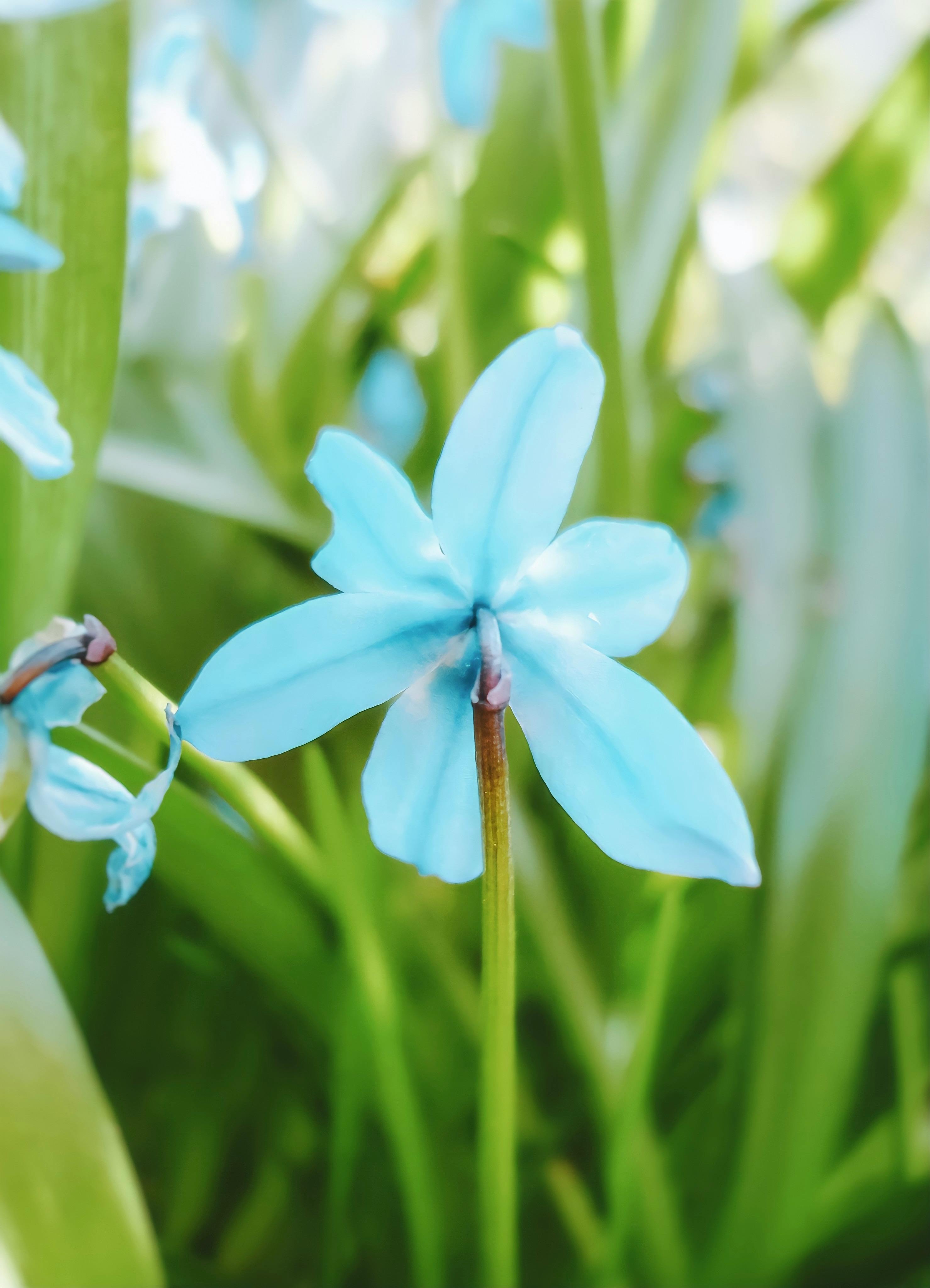 Blue Flower in Close Up Shot · Free Stock Photo