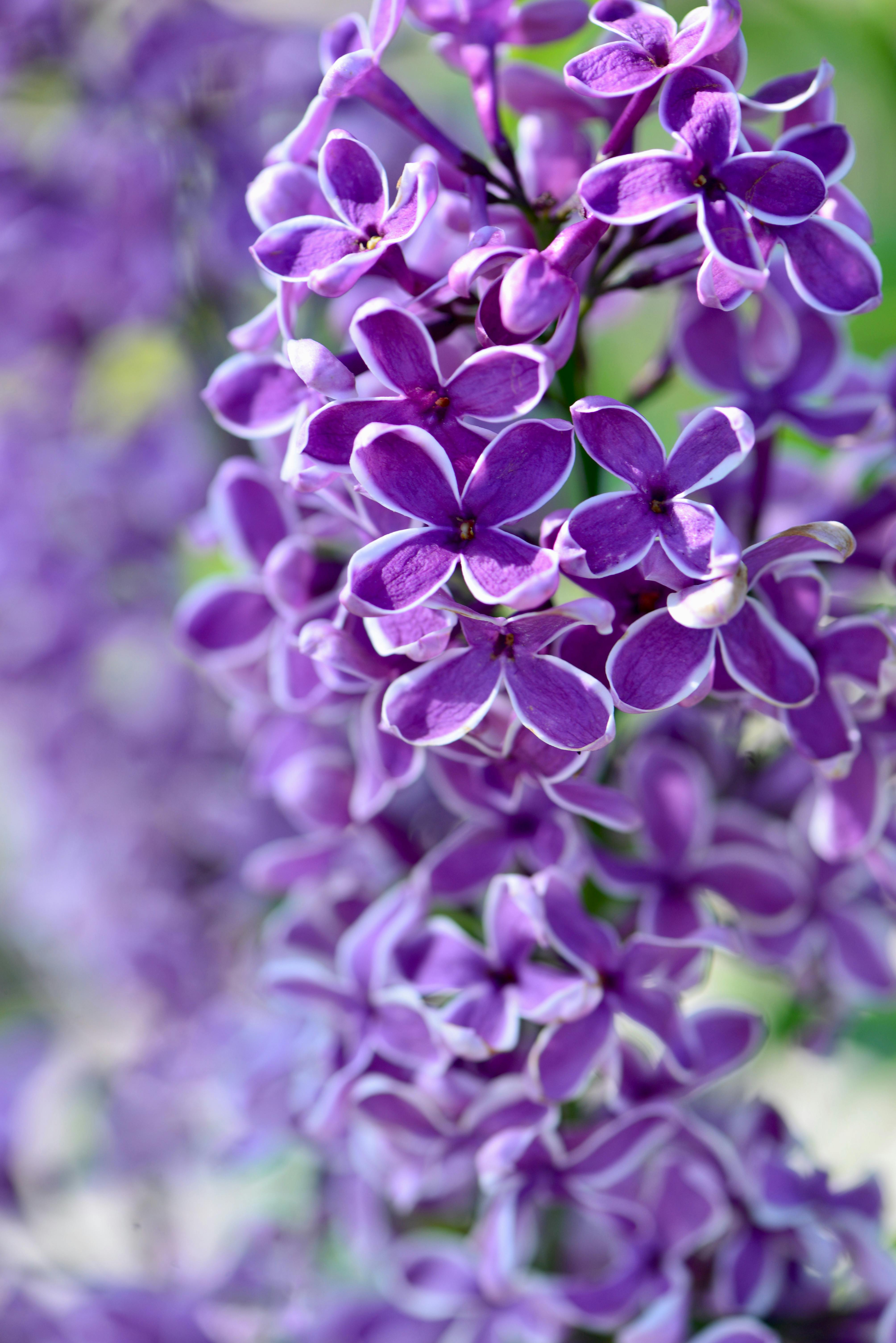 Selective Focus Photo Of Purple Lilac Flowers · Free Stock Photo