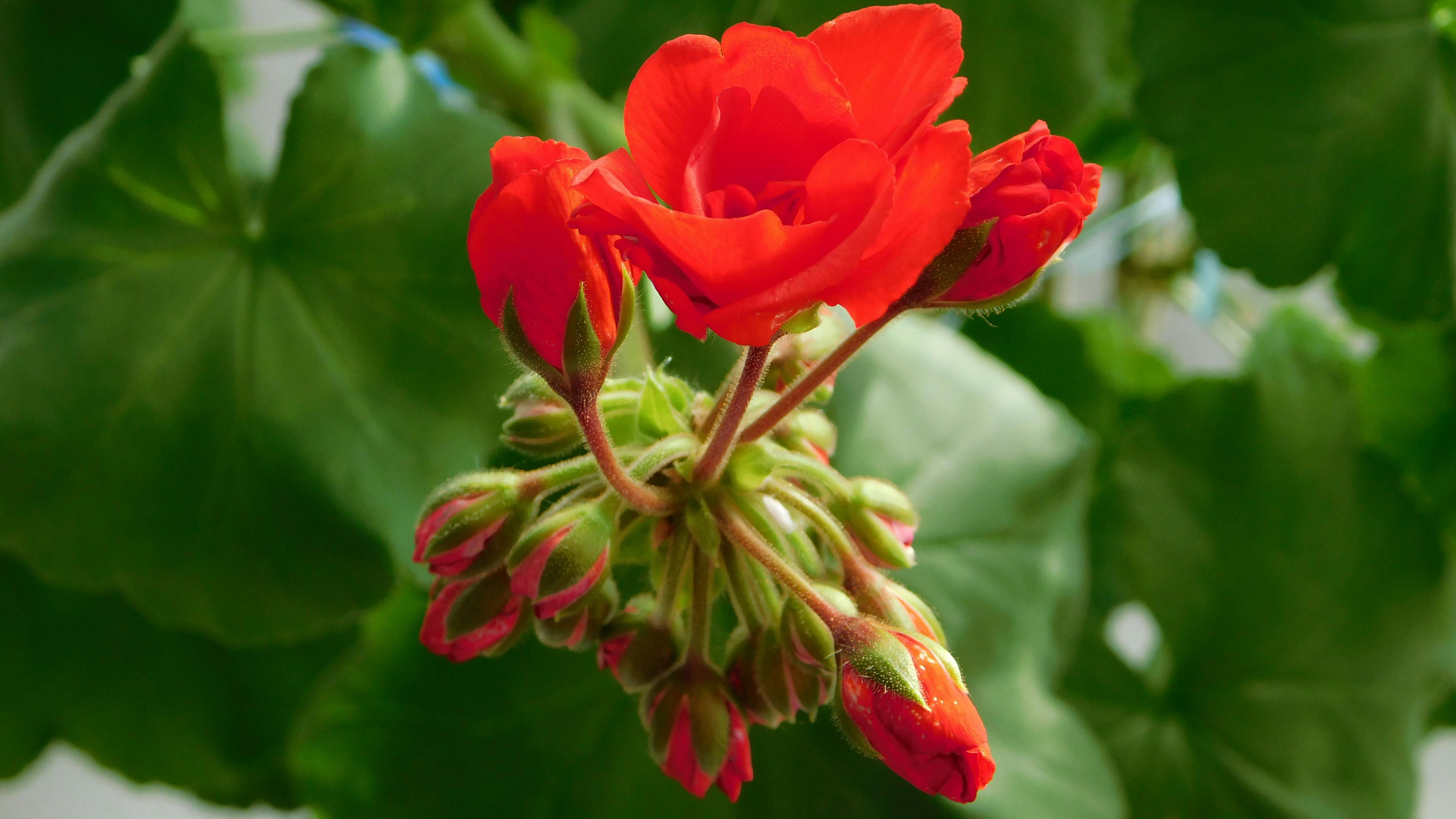 Garden Geranium Photos, Download The BEST Free Garden Geranium Stock ...