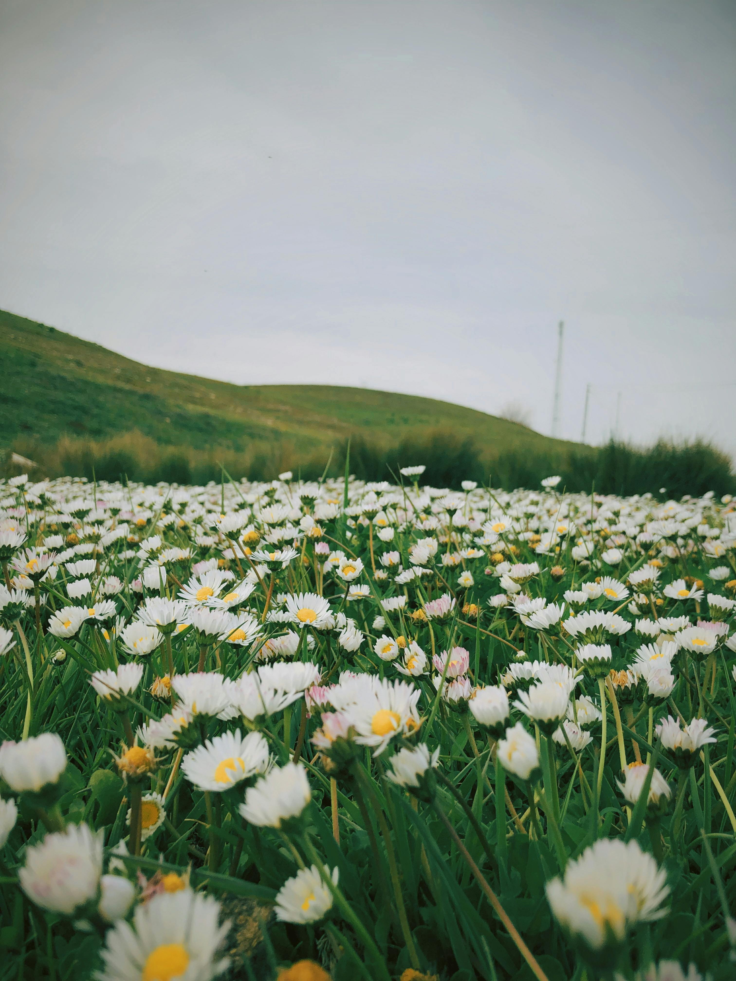 Photo of a Flower Field · Free Stock Photo