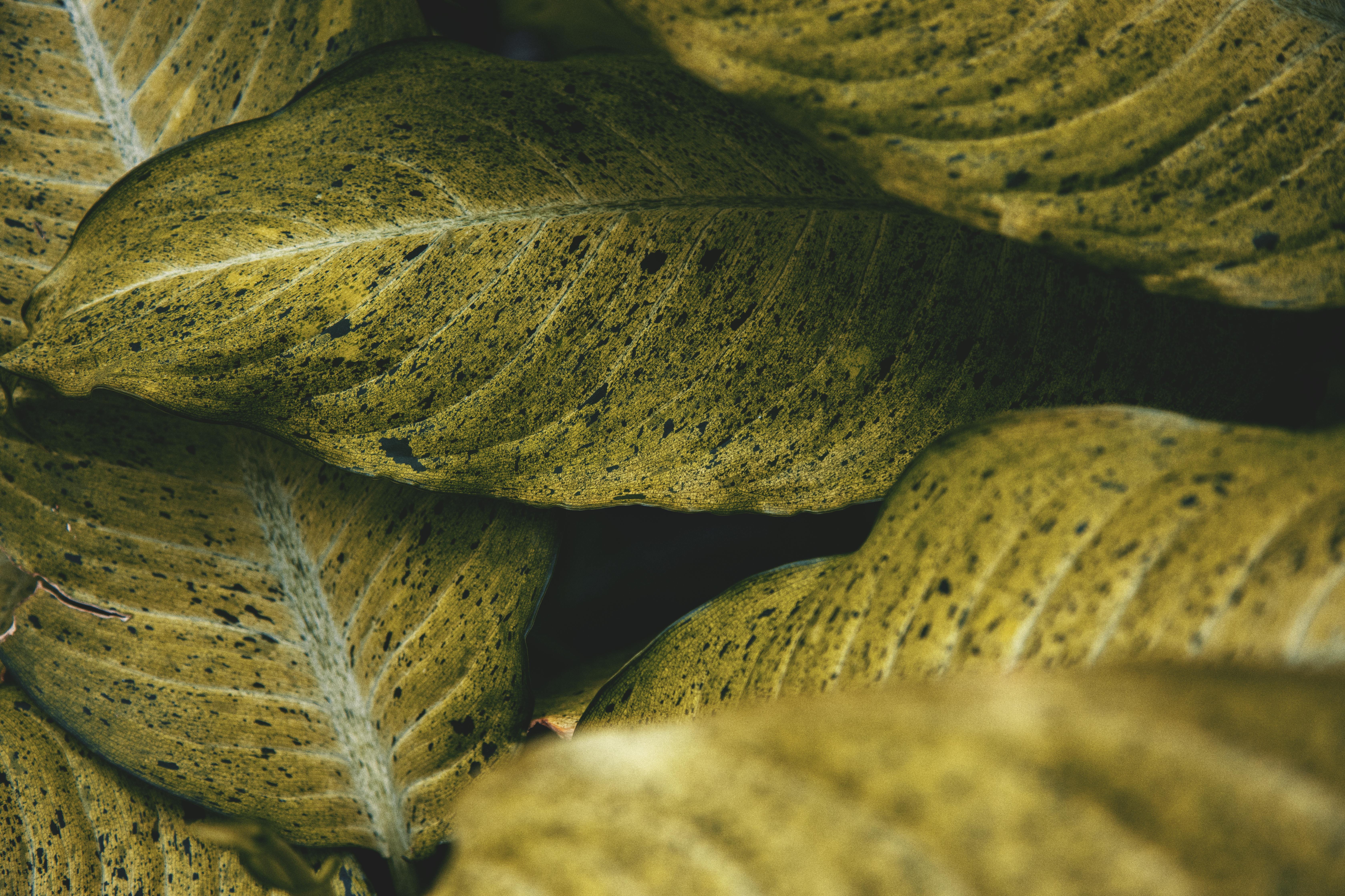 Light Green Leaves with Dark Green Spots · Free Stock Photo