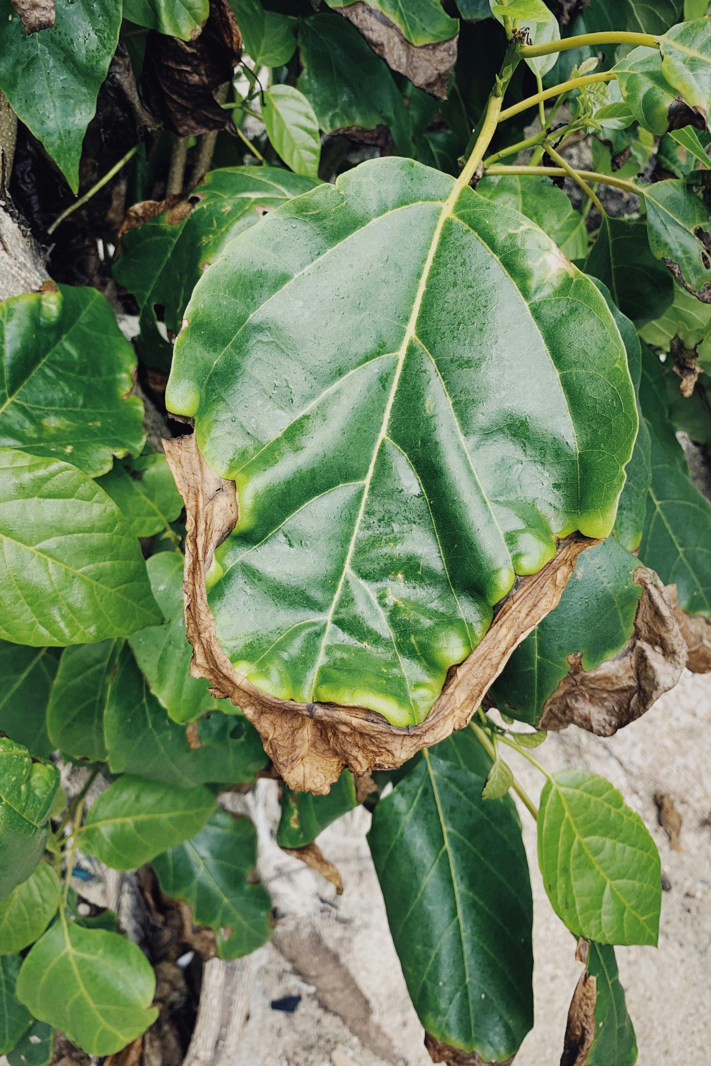 Close-up Of Leaves · Free Stock Photo