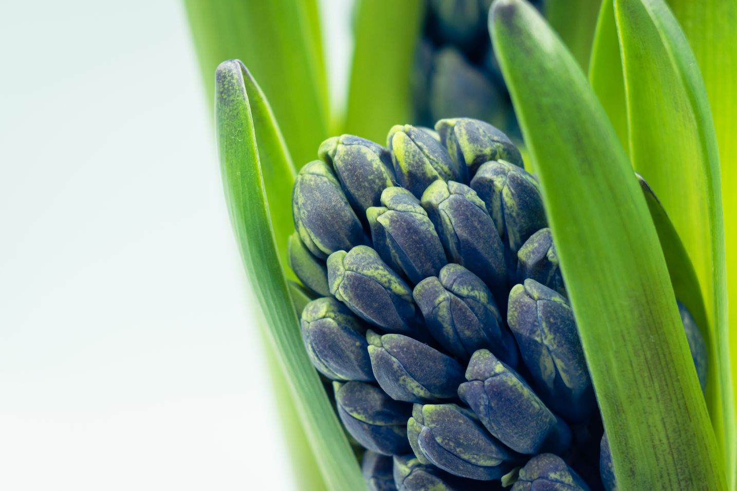 What to Do When Hyacinth Flower Dies Indoors or Outdoors