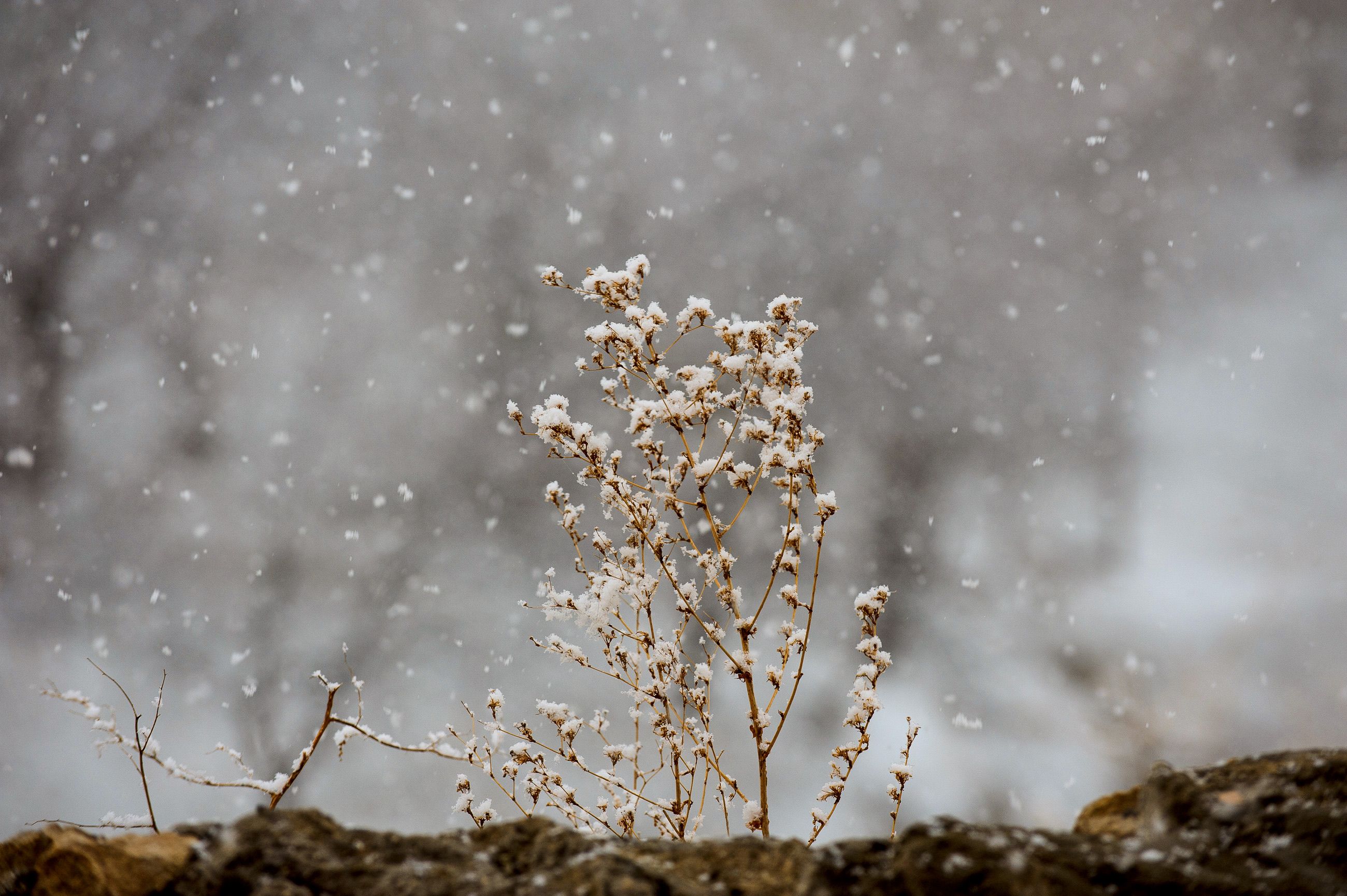 Snow Falling on a Dry Plant · Free Stock Photo