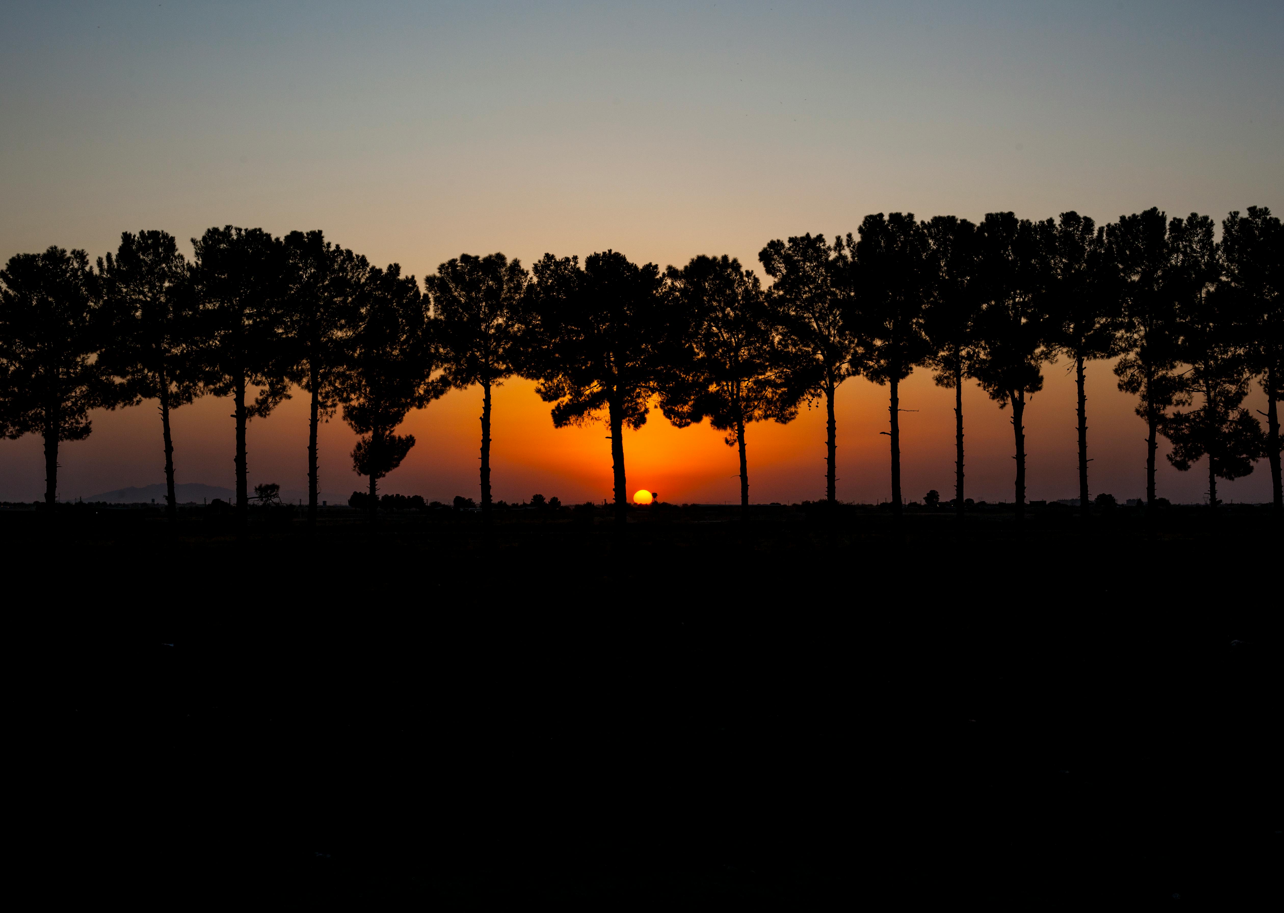 Silhouette of Trees during Sunset · Free Stock Photo