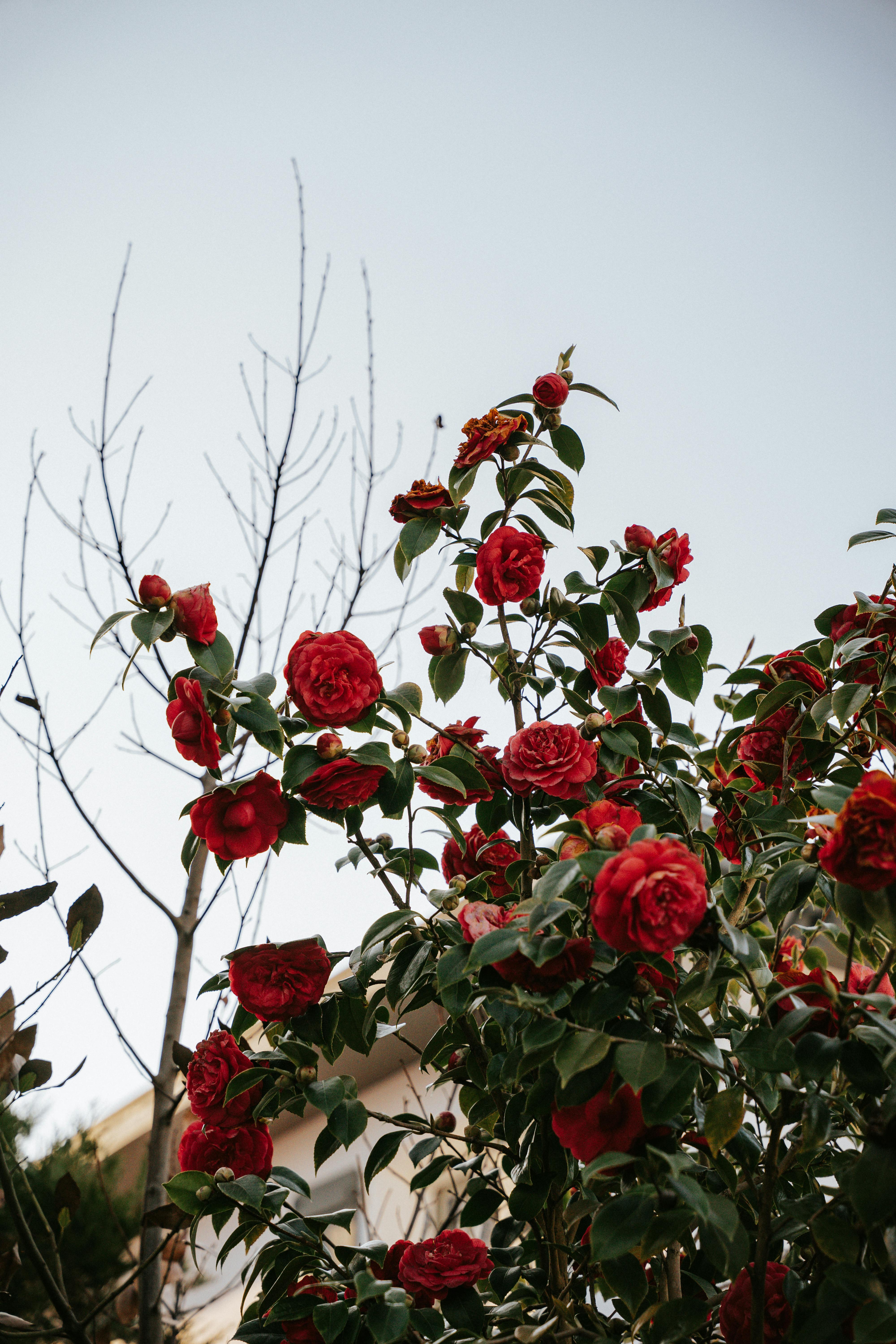 Close-Up Shot of Red Roses · Free Stock Photo