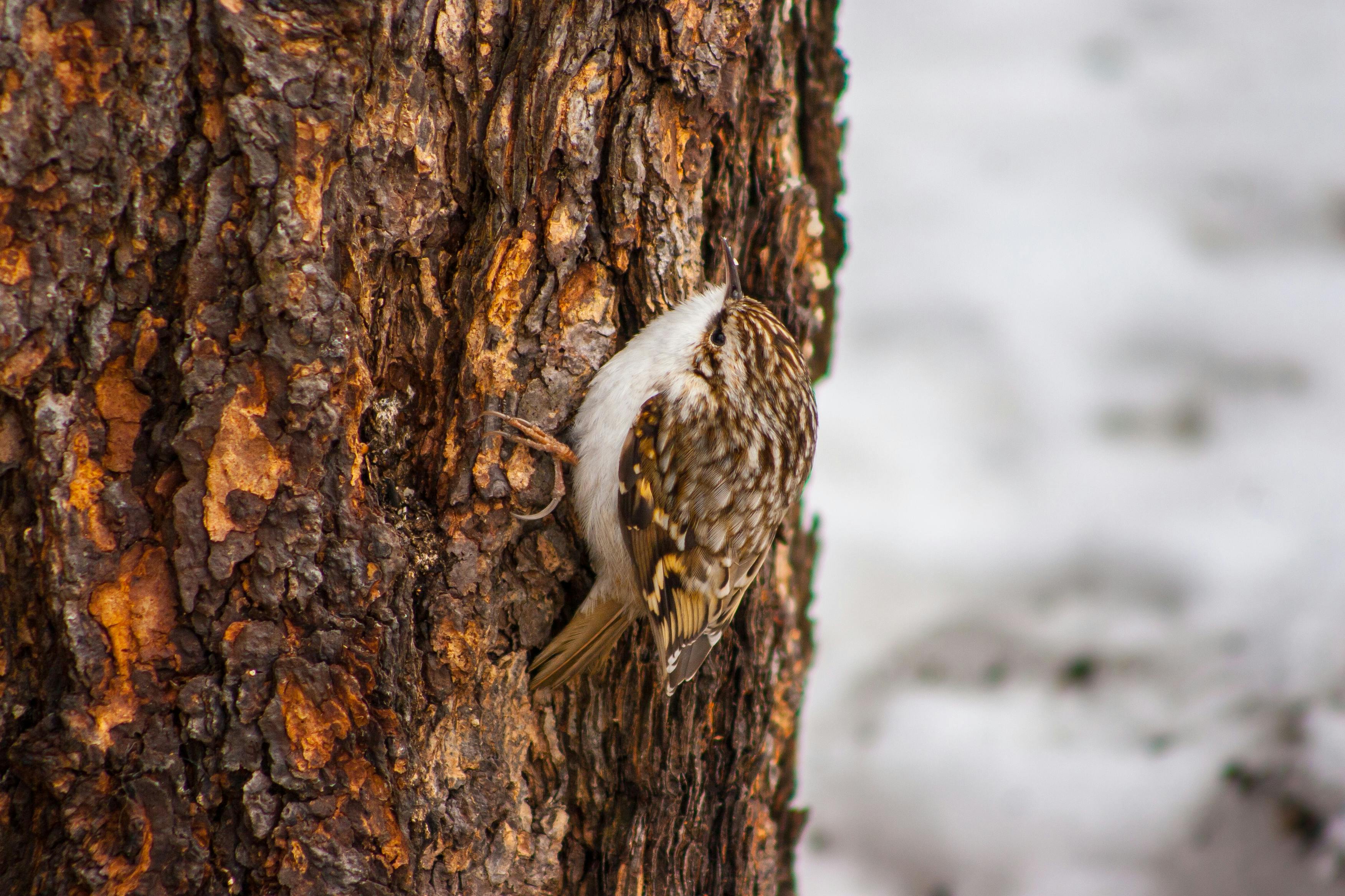 Brown Owl on Brown Tree Trunk · Free Stock Photo