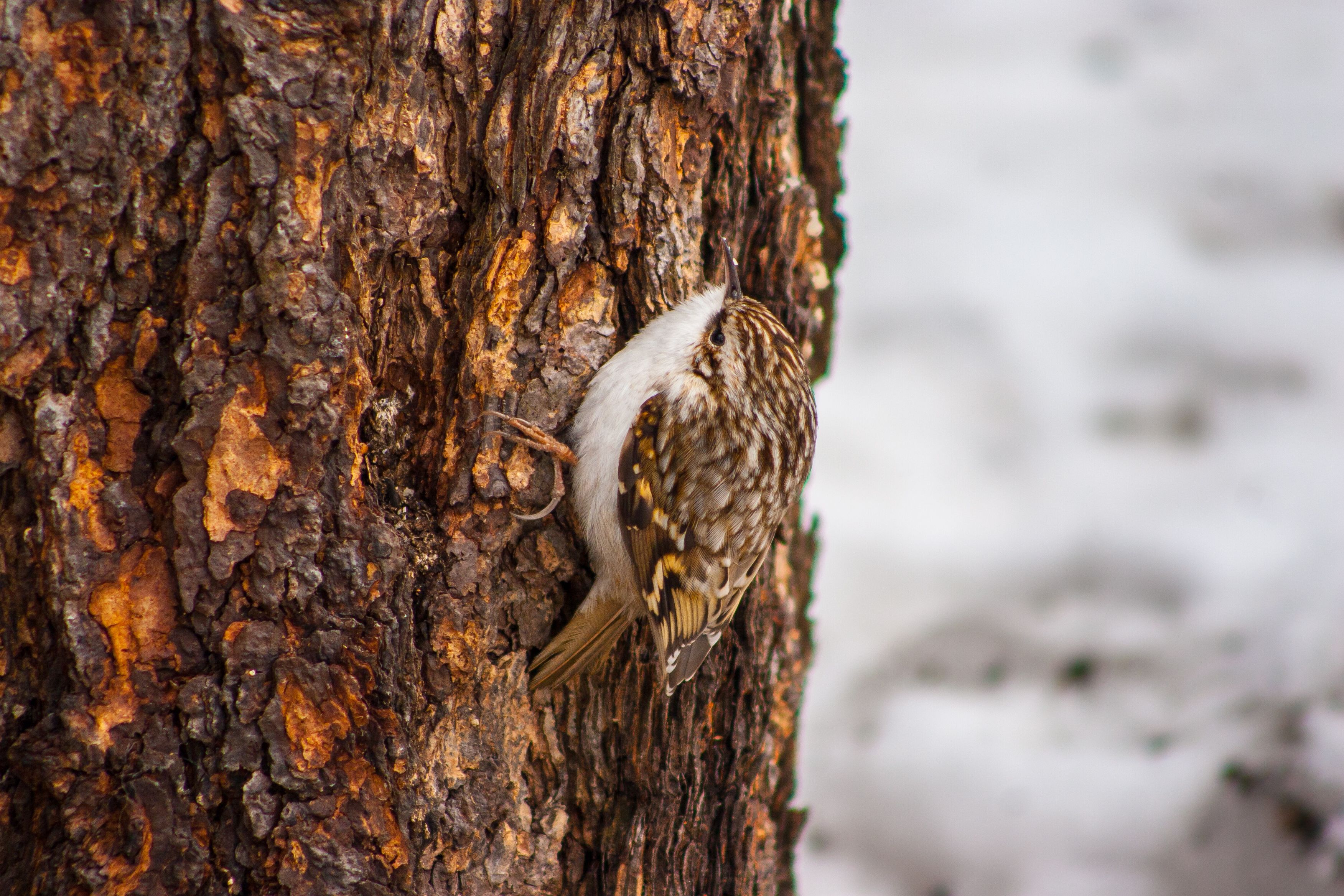 Treecreeper Photos, Download The BEST Free Treecreeper Stock Photos ...