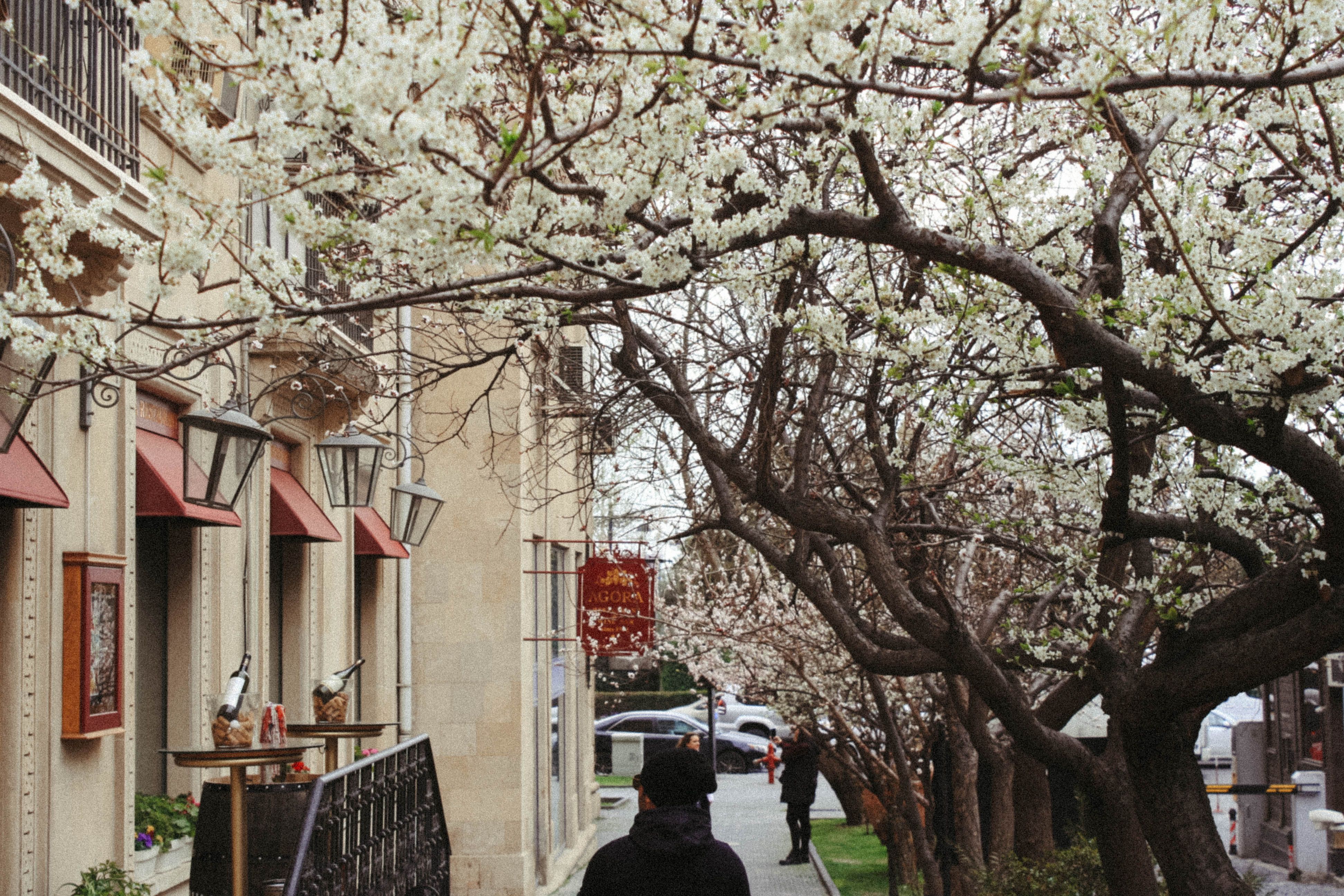 Cherry Blossom Street Photos, Download The BEST Free Cherry Blossom ...
