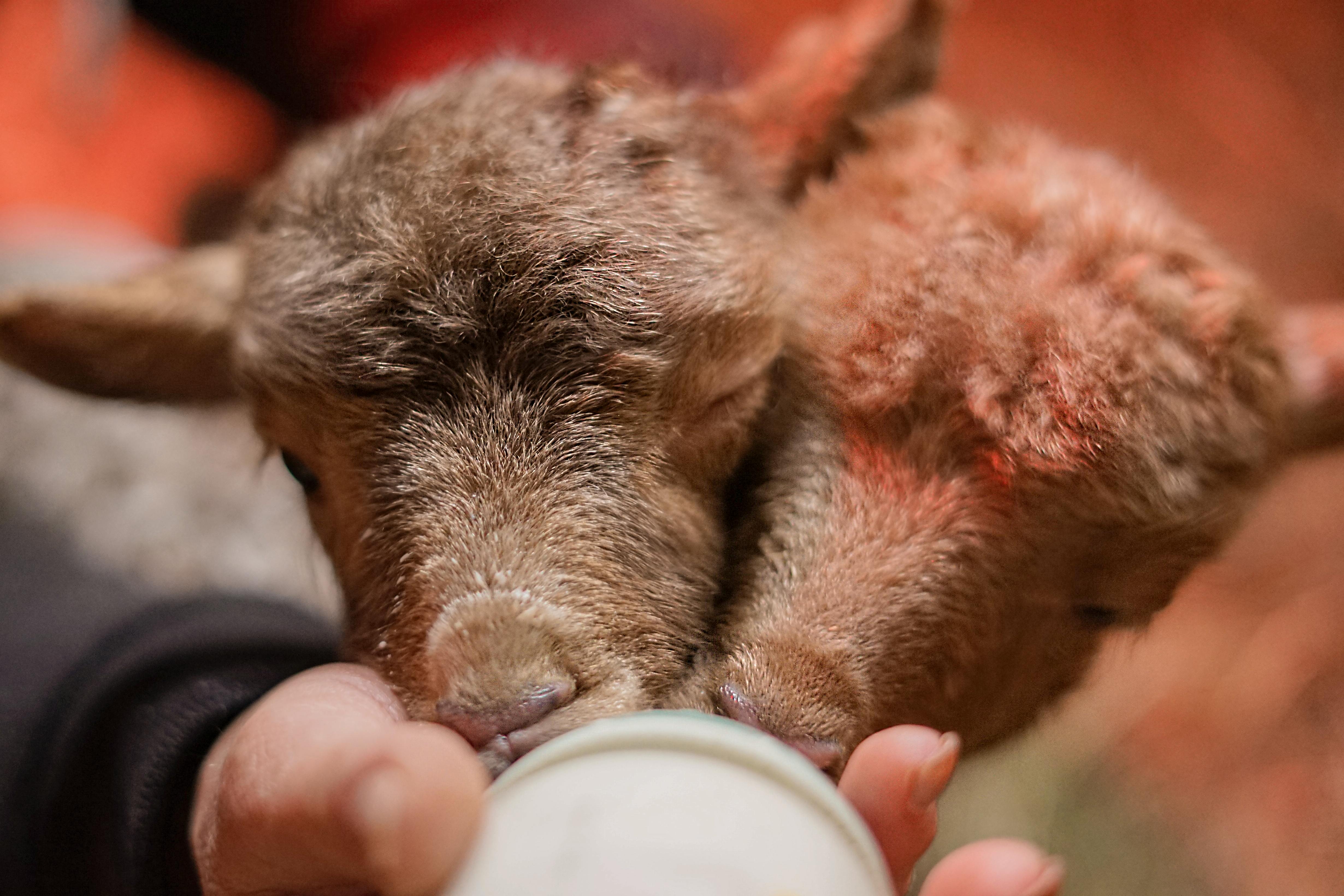 A Pair of Lamb being Fed · Free Stock Photo