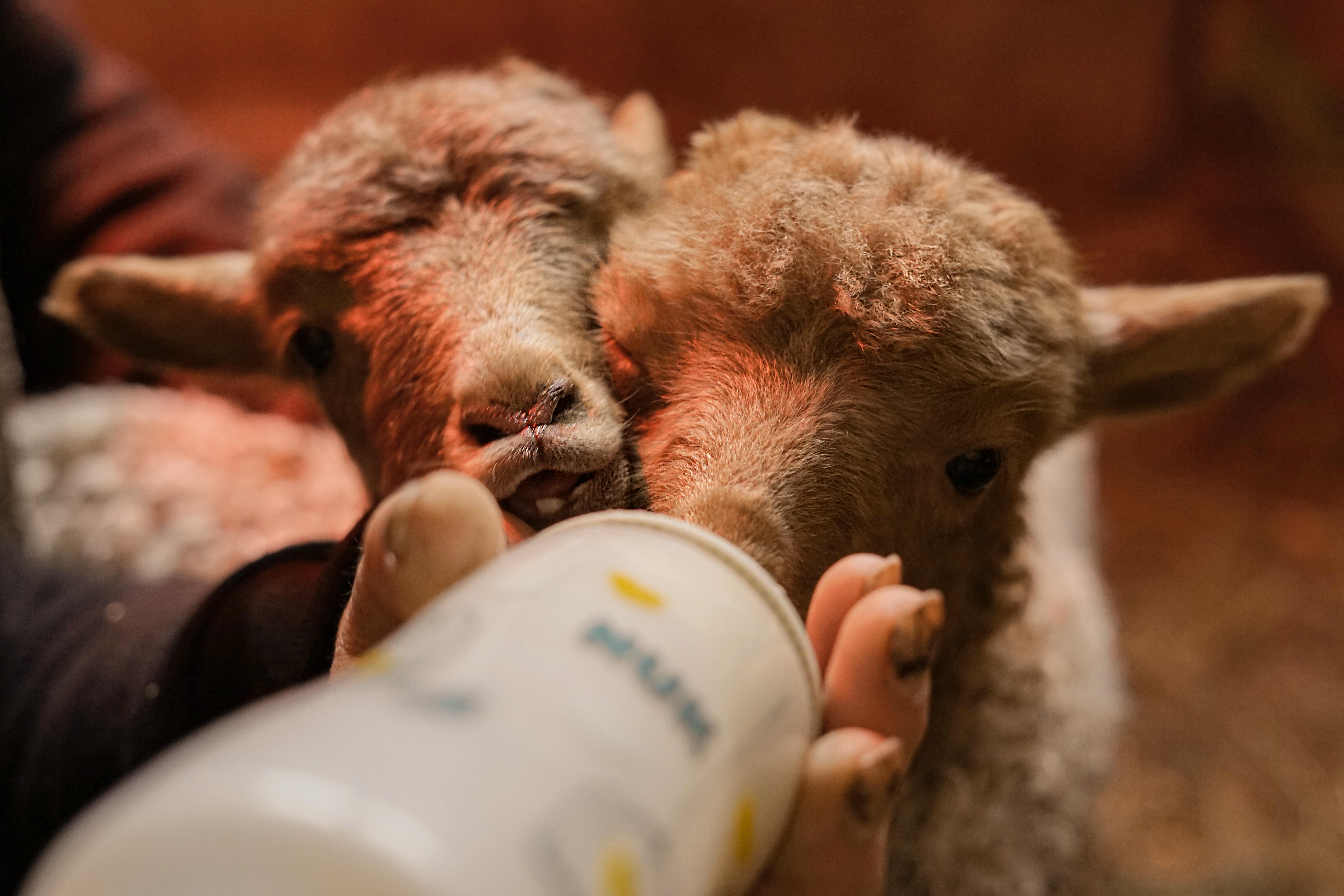 Close up of Feeding Lambs · Free Stock Photo